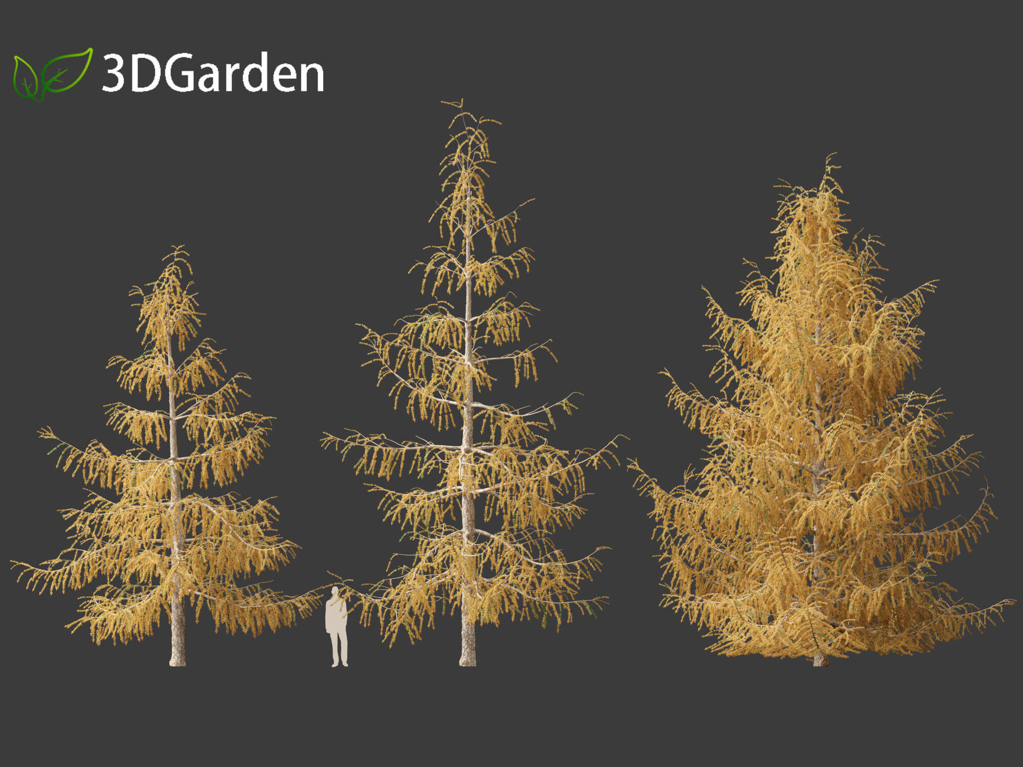 Larix Decidua - European Larch 3D Model by 3dgardenplants