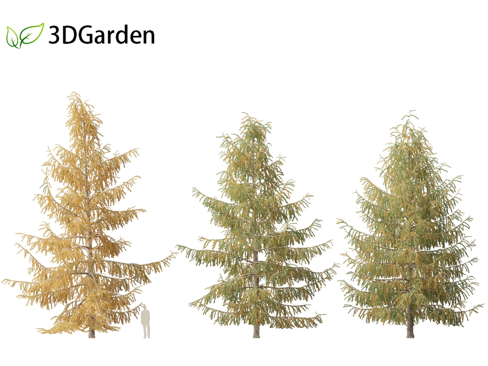 Larix Decidua - European Larch 3D Model by 3dgardenplants