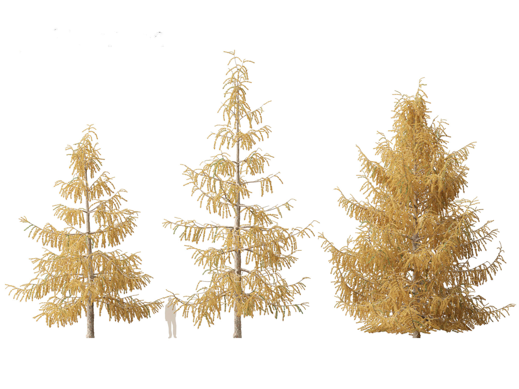 Larix Decidua - European Larch 3D Model by 3dgardenplants
