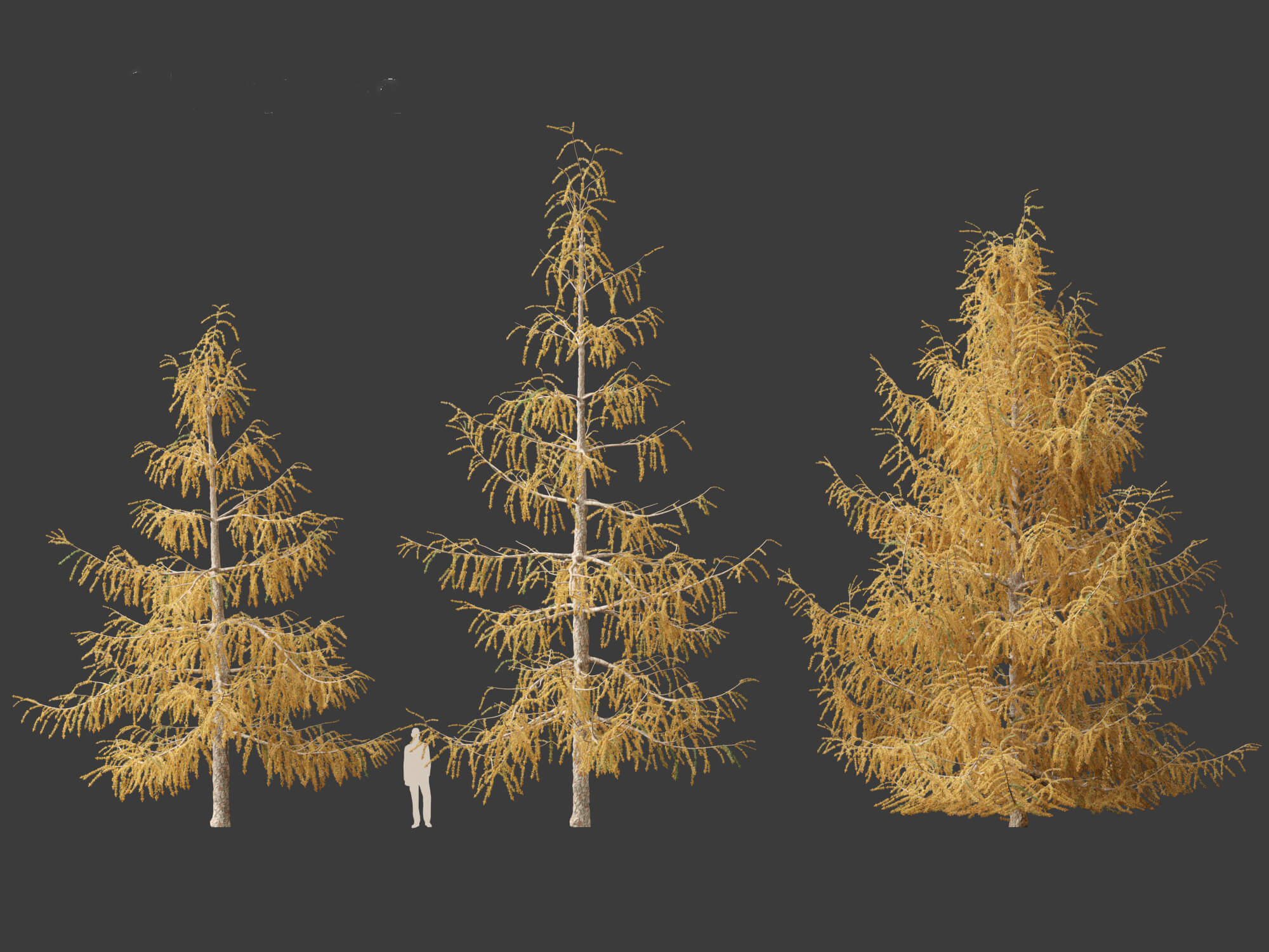 Larix Decidua - European Larch 3D Model by 3dgardenplants