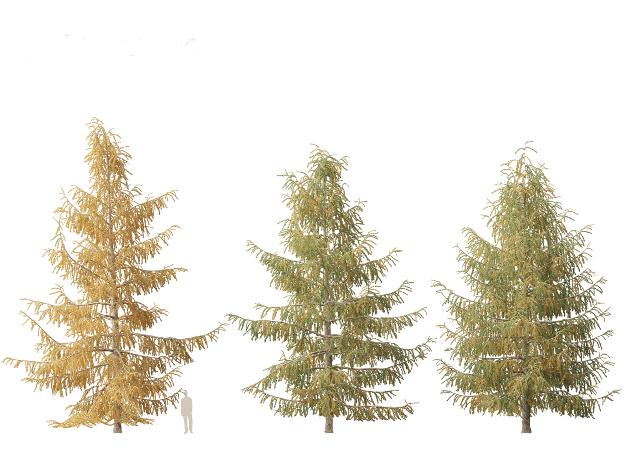 Larix Decidua - European Larch 3D Model by 3dgardenplants