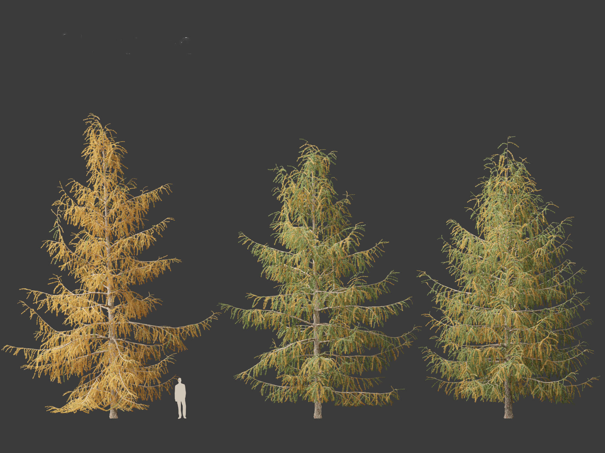 Larix Decidua - European Larch 3D Model by 3dgardenplants
