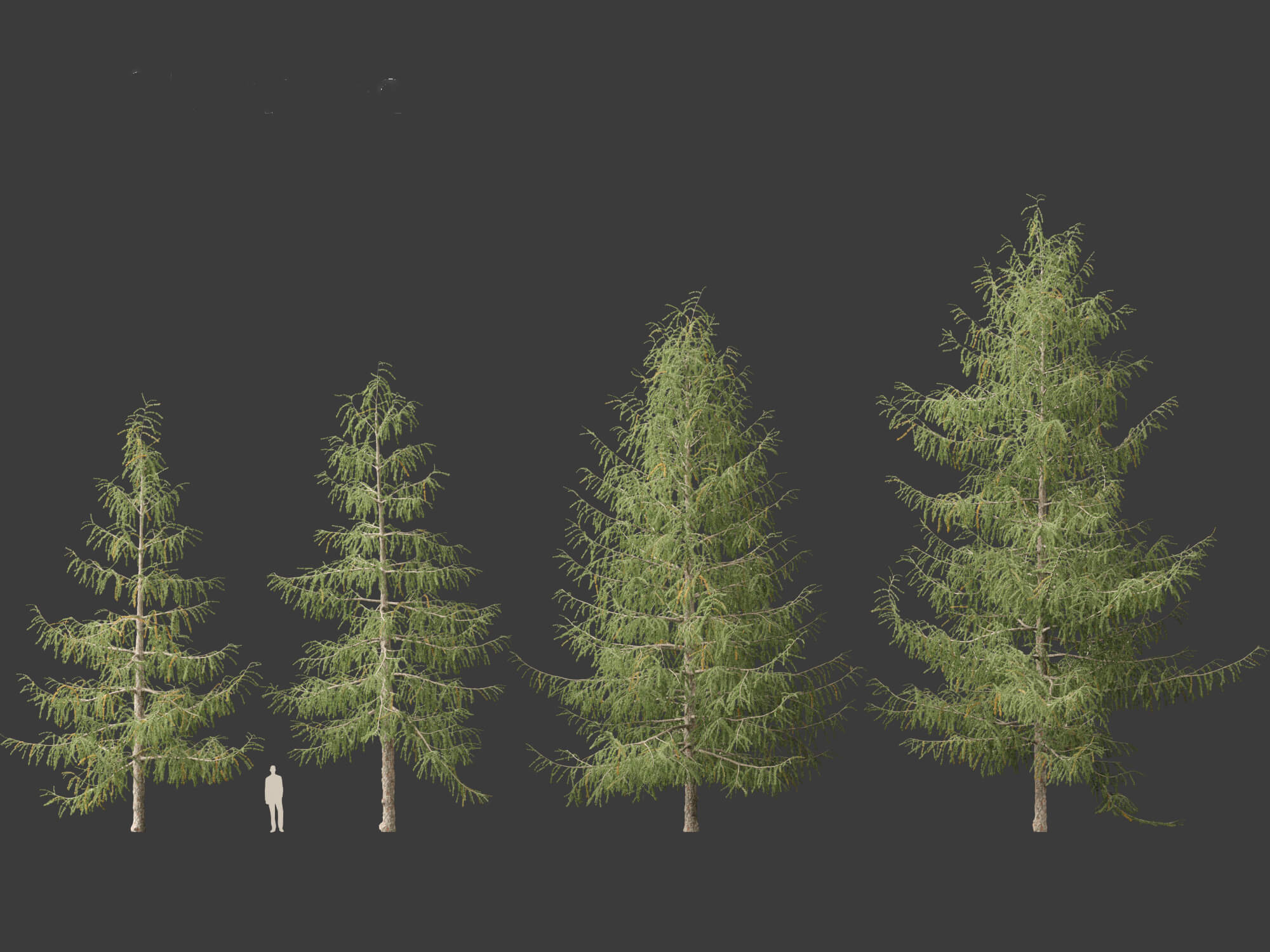 Larix Decidua - European Larch 3D Model by 3dgardenplants