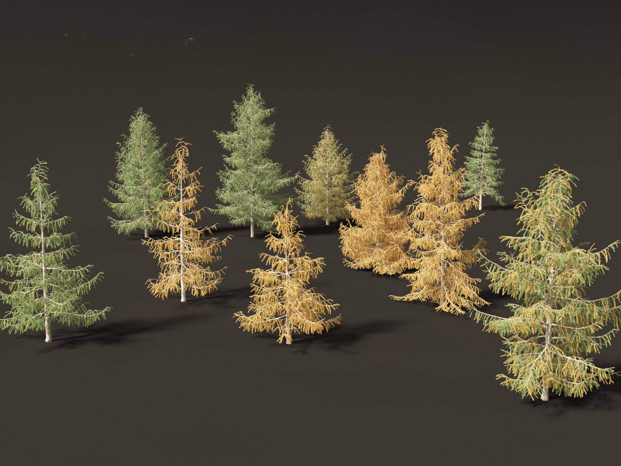 Larix Decidua - European Larch 3D Model by 3dgardenplants