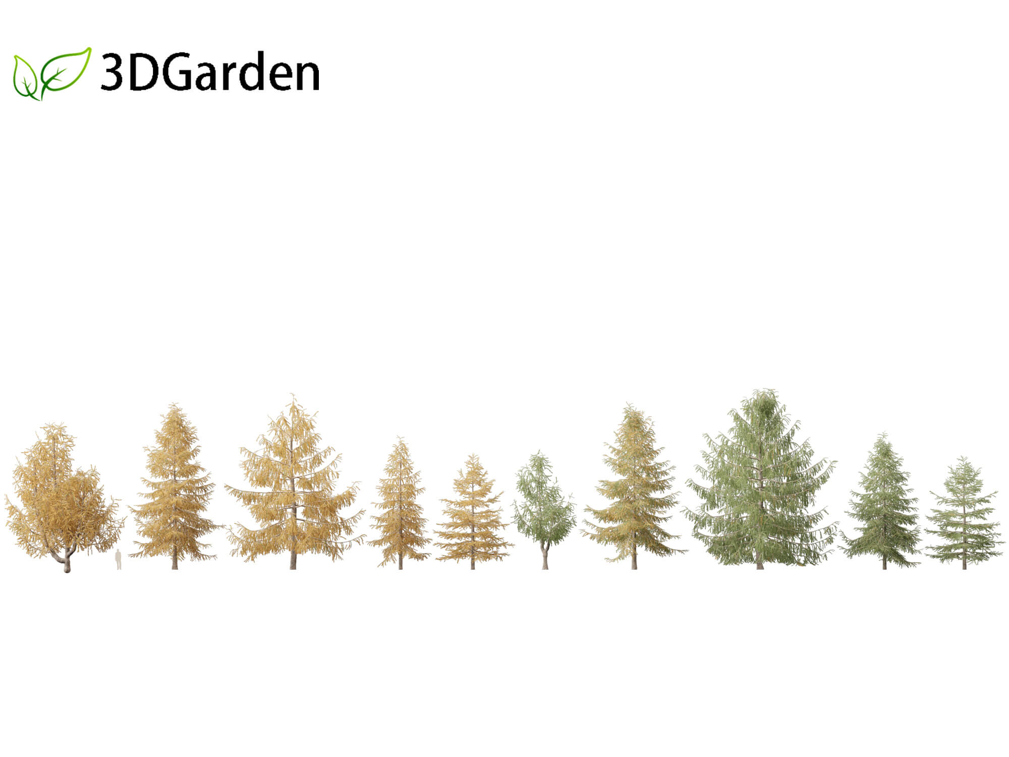 Larix Kaempferi - Japanese Larch 3D Model by 3dgardenplants