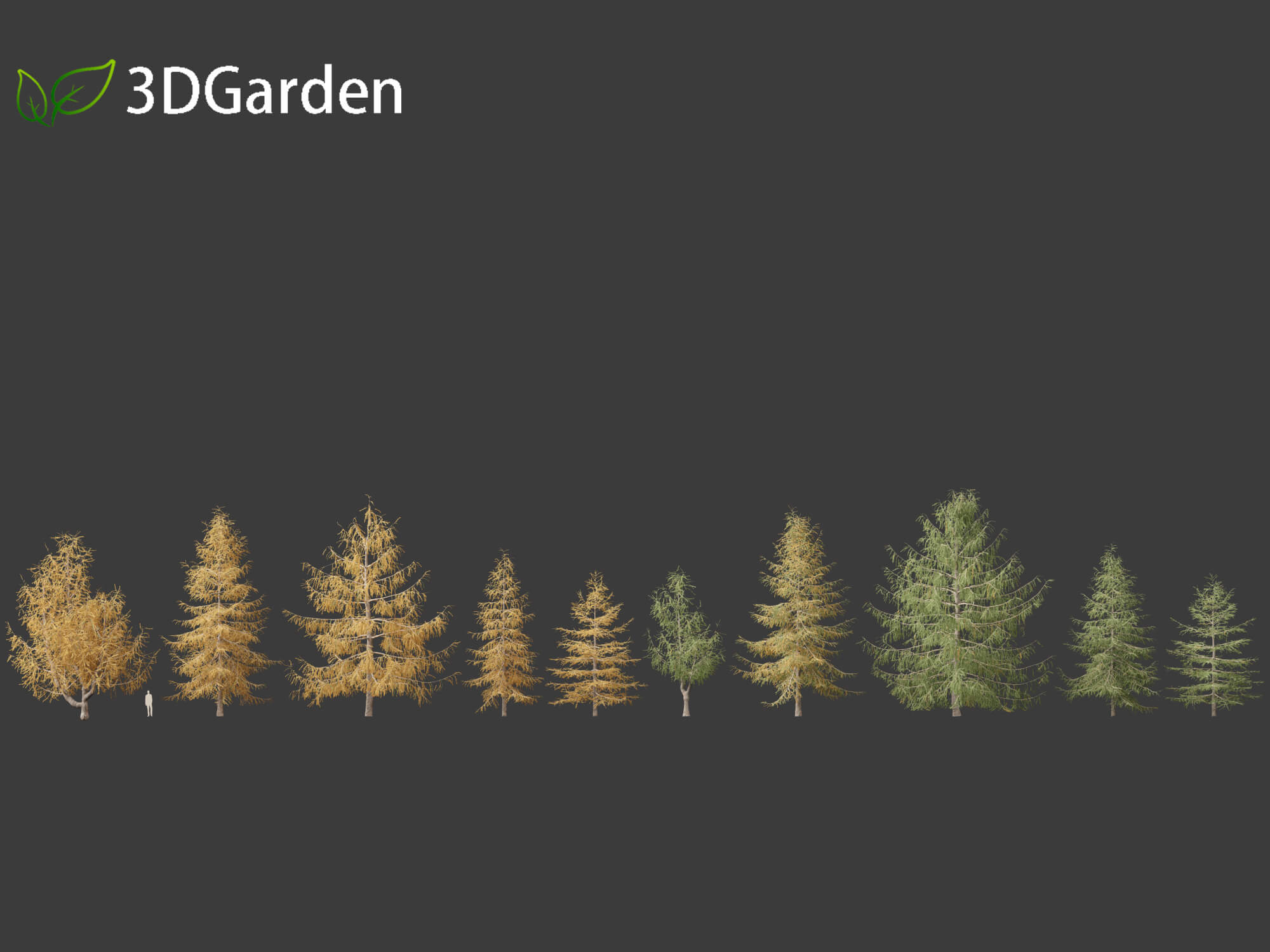 Larix Kaempferi - Japanese Larch 3D Model by 3dgardenplants
