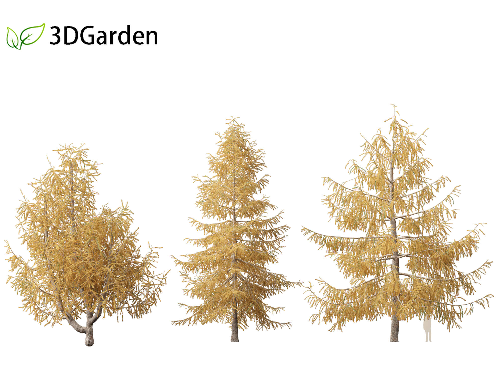Larix Kaempferi - Japanese Larch 3D Model by 3dgardenplants