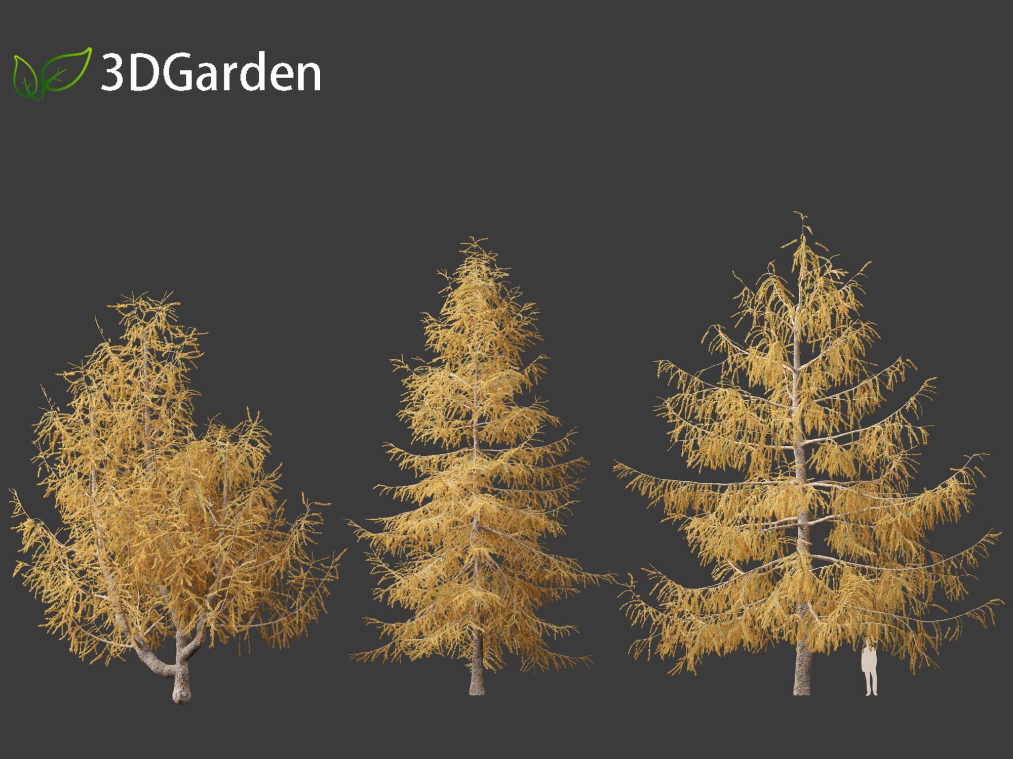 Larix Kaempferi - Japanese Larch 3D Model by 3dgardenplants