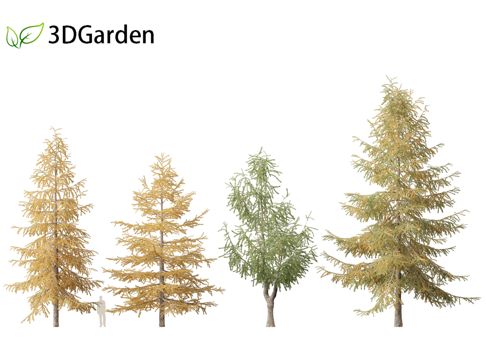 Larix Kaempferi - Japanese Larch 3D Model by 3dgardenplants