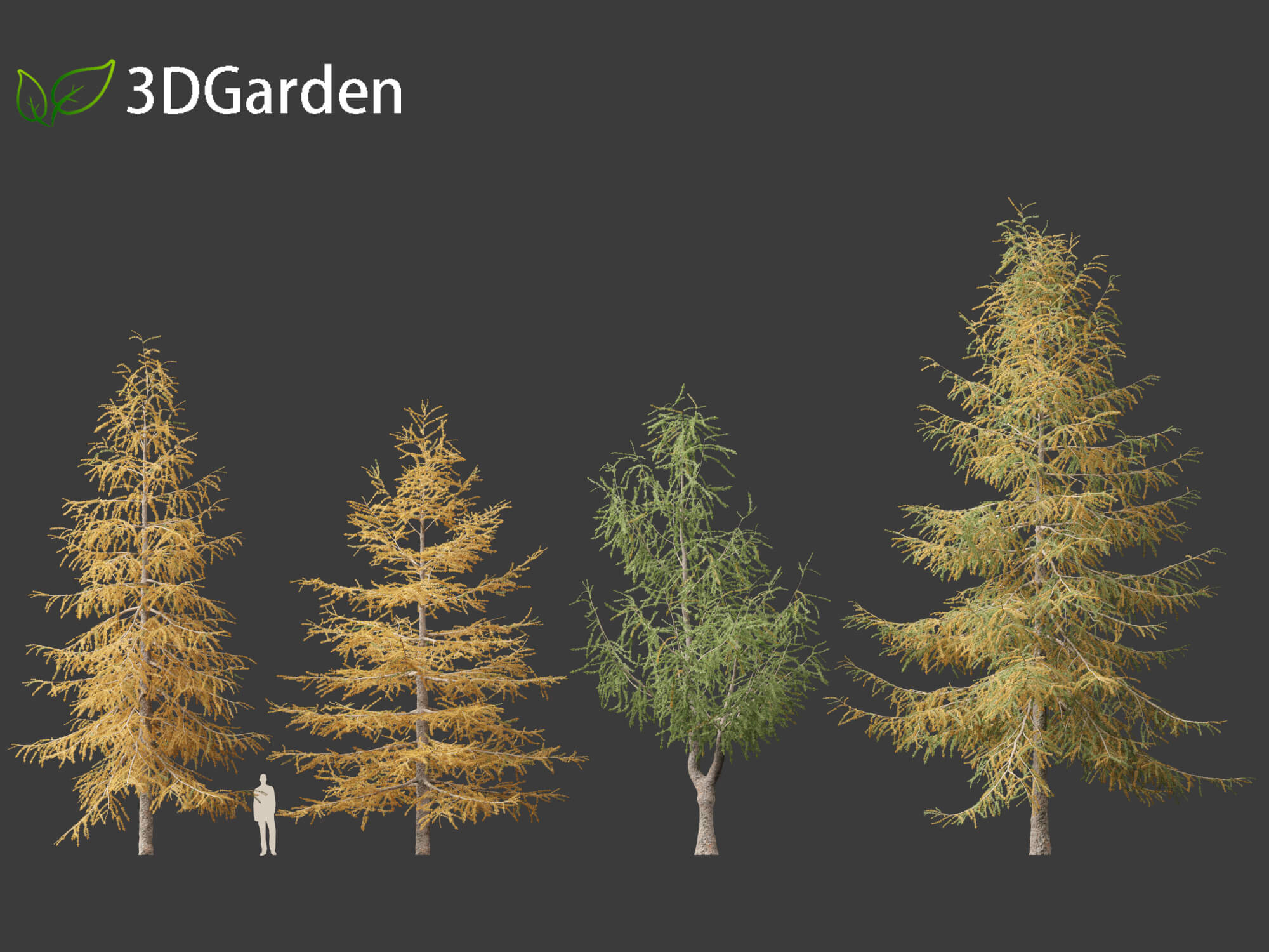 Larix Kaempferi - Japanese Larch 3D Model by 3dgardenplants