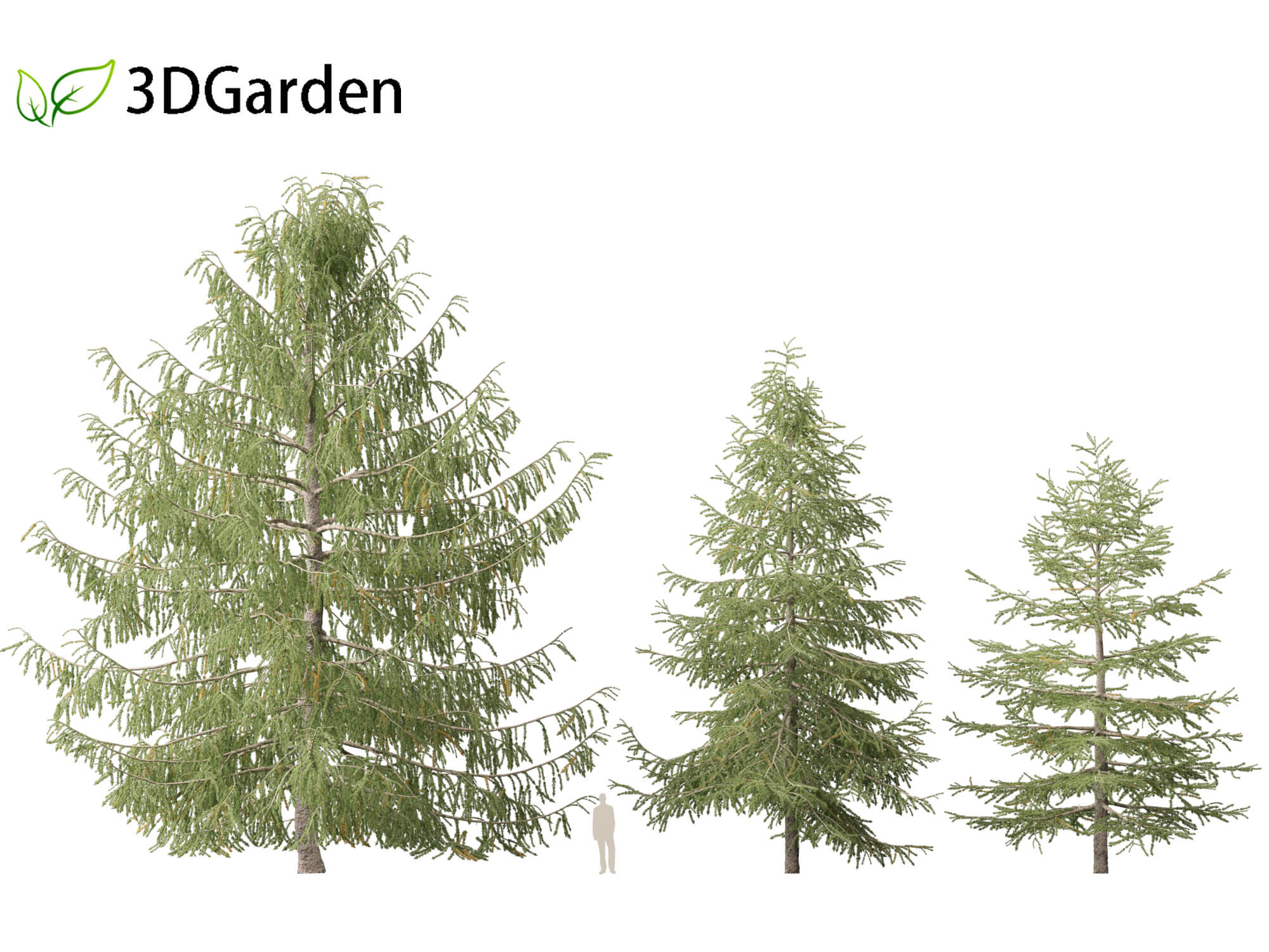Larix Kaempferi - Japanese Larch 3D Model by 3dgardenplants