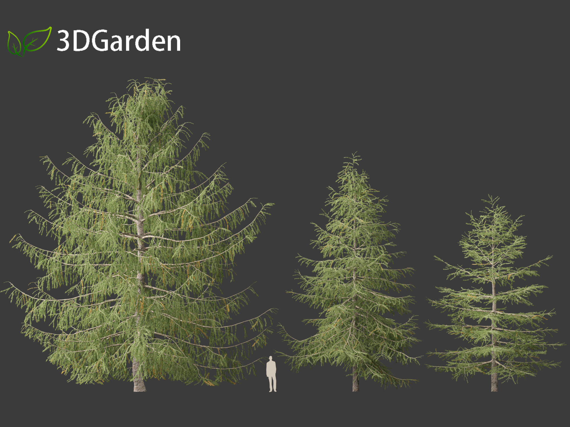 Larix Kaempferi - Japanese Larch 3D Model by 3dgardenplants