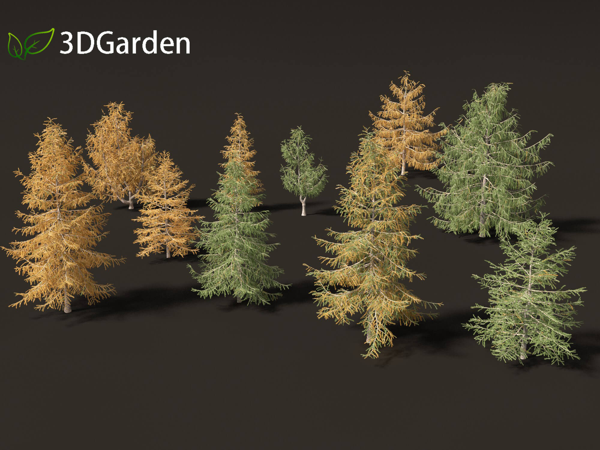 Larix Kaempferi - Japanese Larch 3D Model by 3dgardenplants