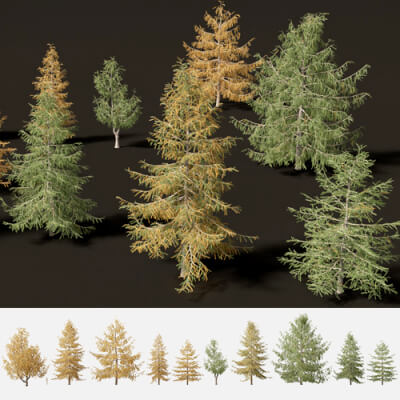 Larix Kaempferi - Japanese Larch 3D Model by 3dgardenplants