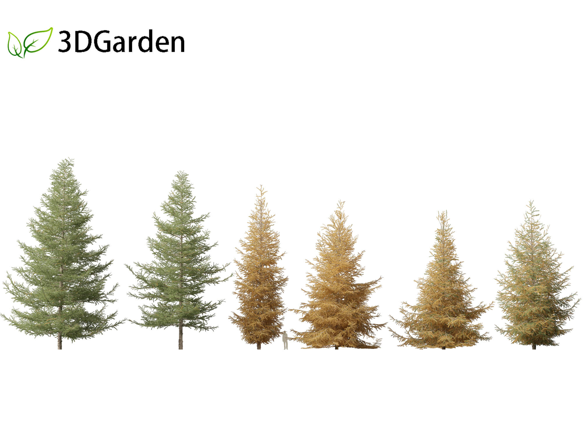 Larix Laricina - American Larch 3D Model by 3dgardenplants