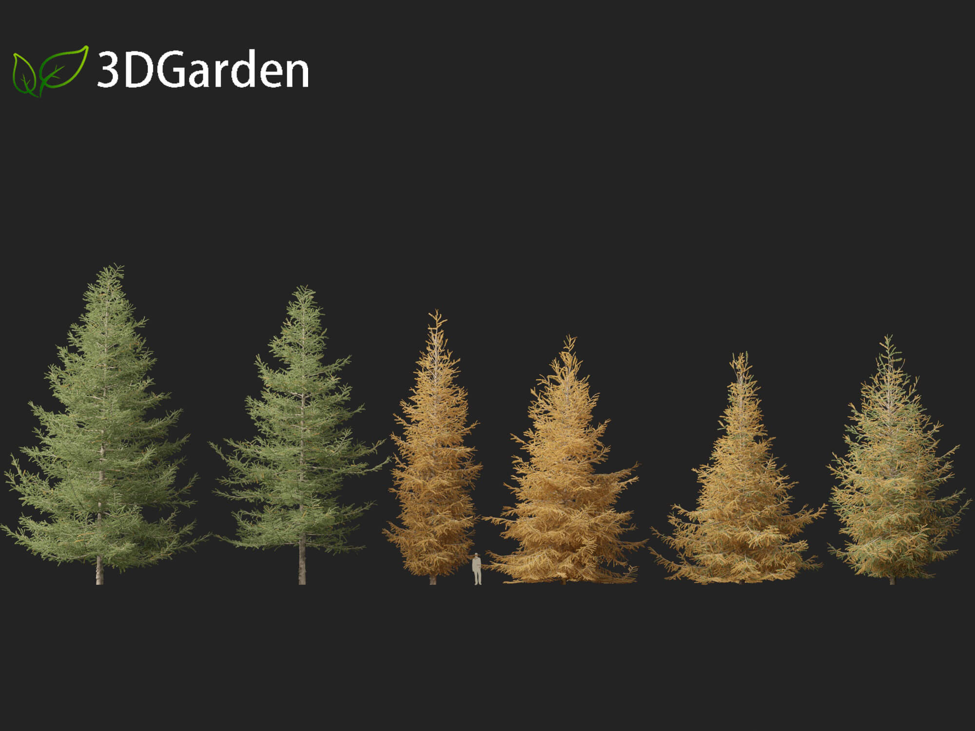 Larix Laricina - American Larch 3D Model by 3dgardenplants