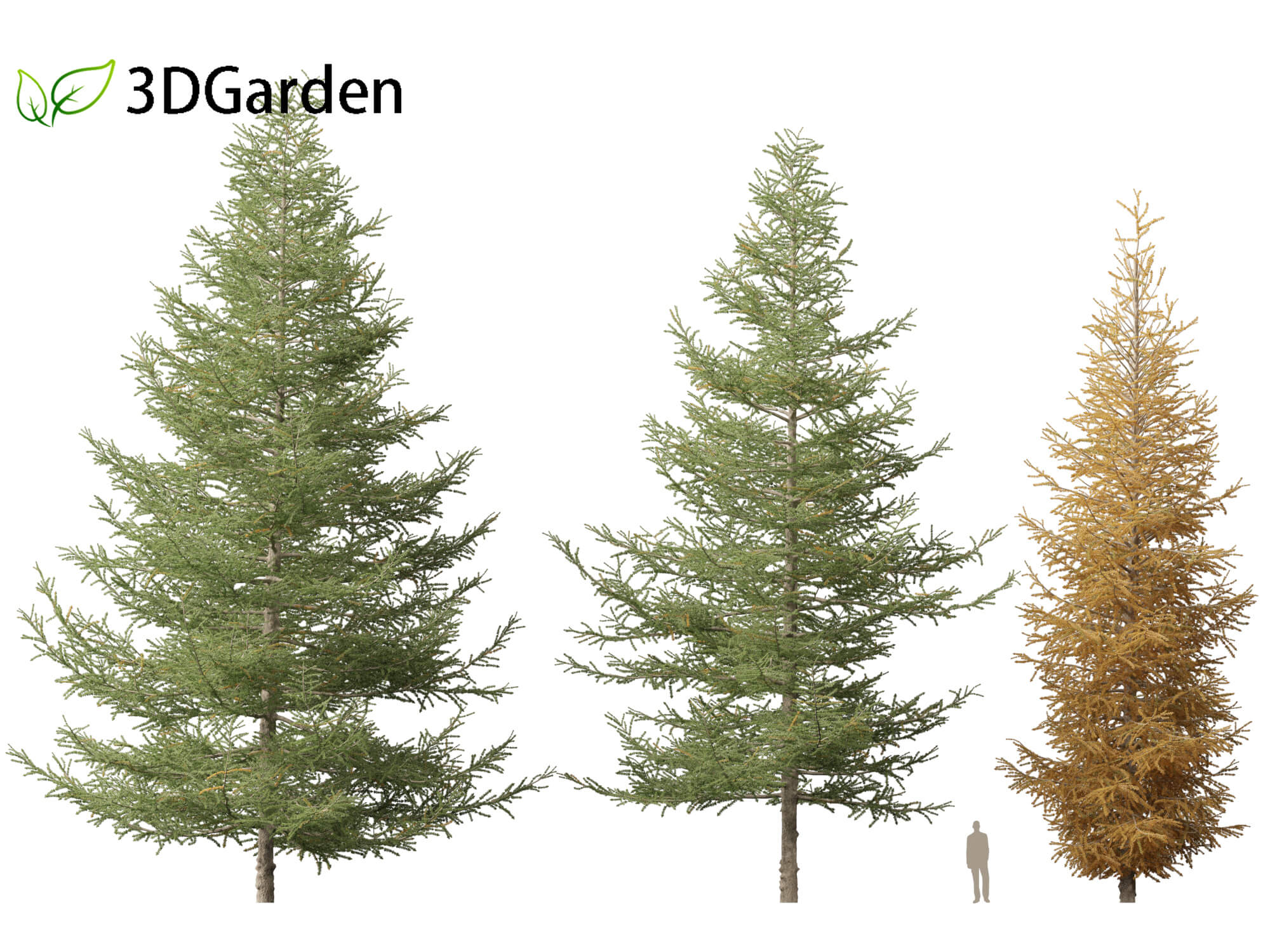 Larix Laricina - American Larch 3D Model by 3dgardenplants
