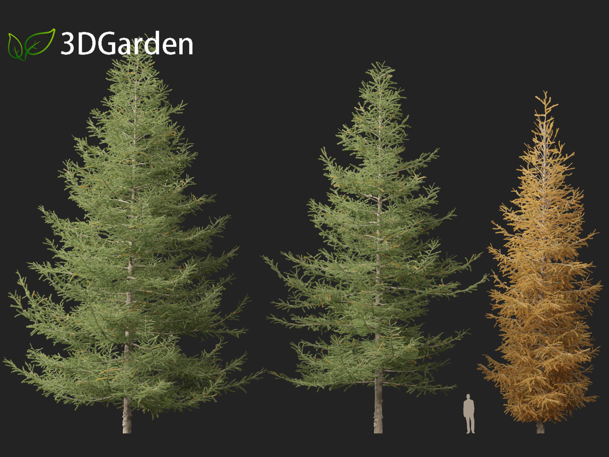 Larix Laricina - American Larch 3D Model by 3dgardenplants