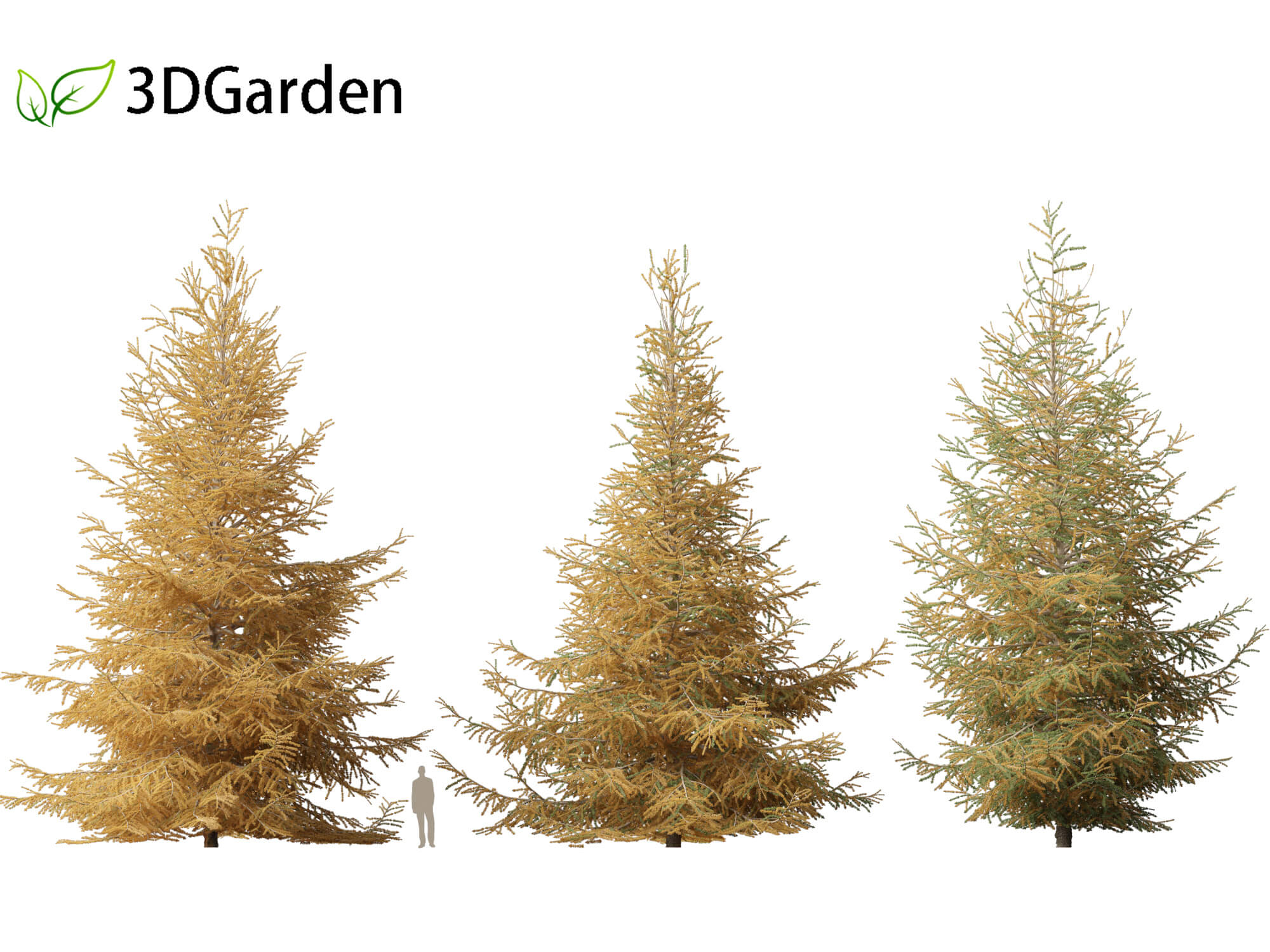 Larix Laricina - American Larch 3D Model by 3dgardenplants
