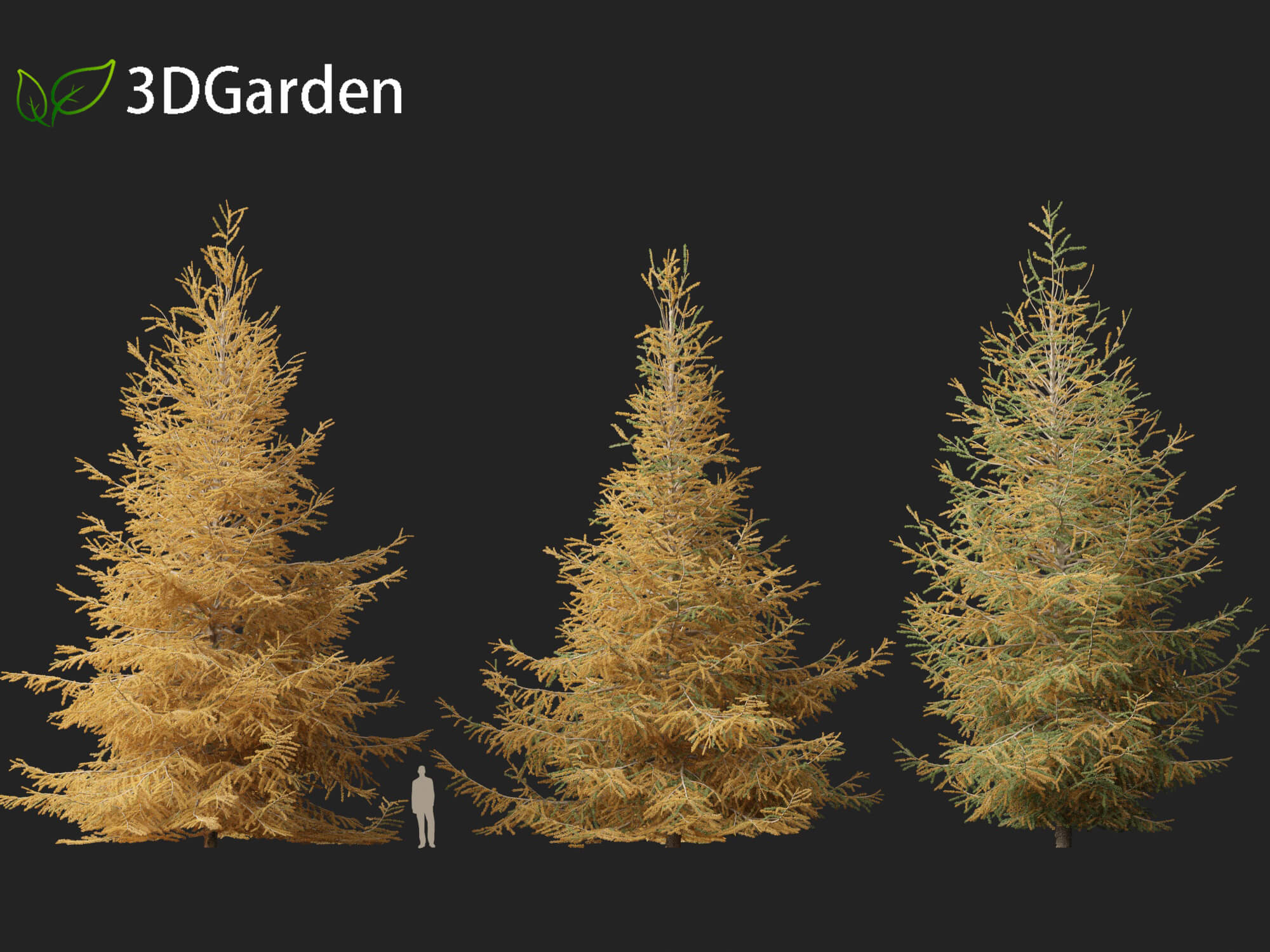 Larix Laricina - American Larch 3D Model by 3dgardenplants