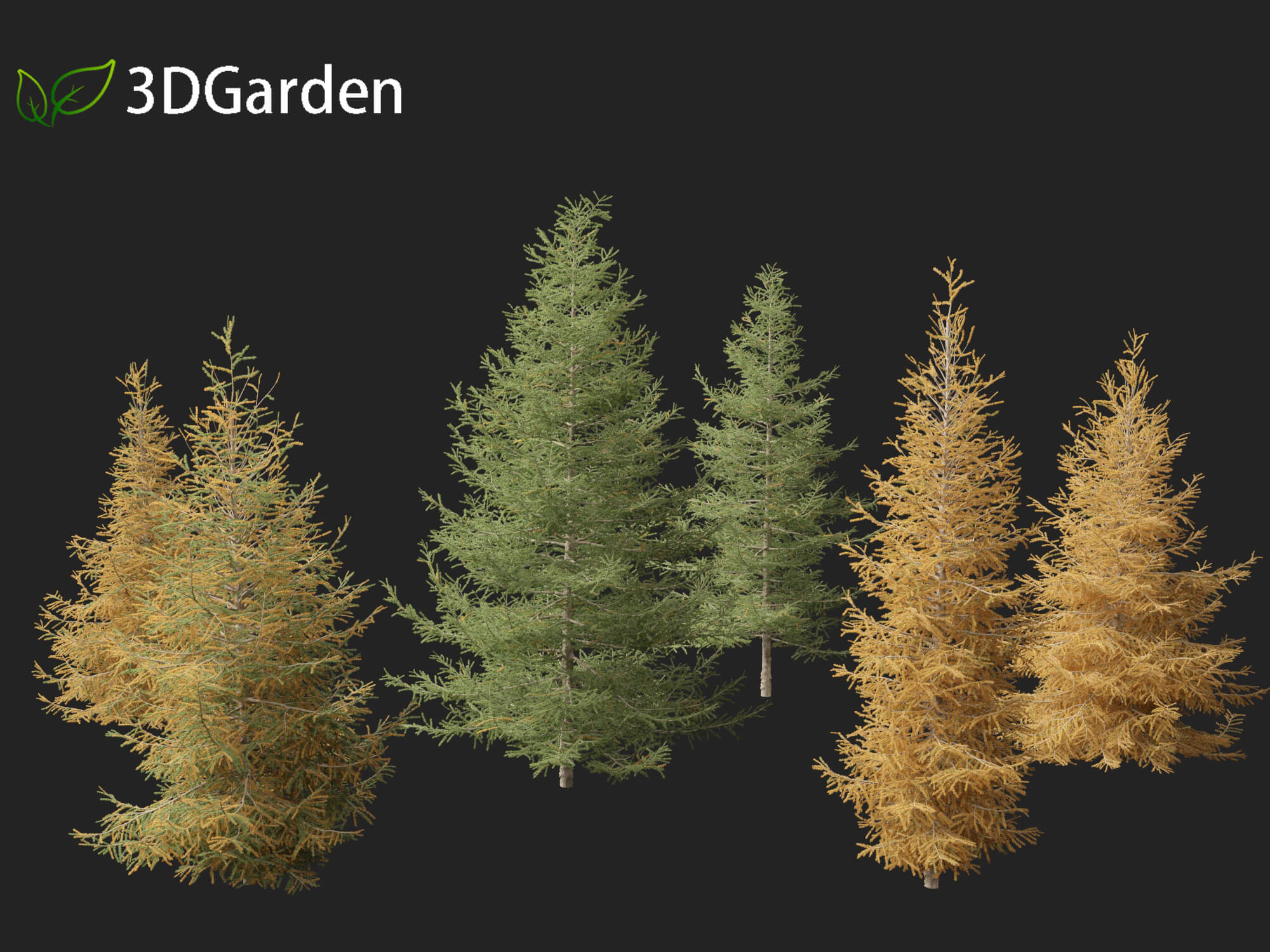 Larix Laricina - American Larch 3D Model by 3dgardenplants