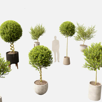 Skp 3D Models | Plants | Trees | RenderHub