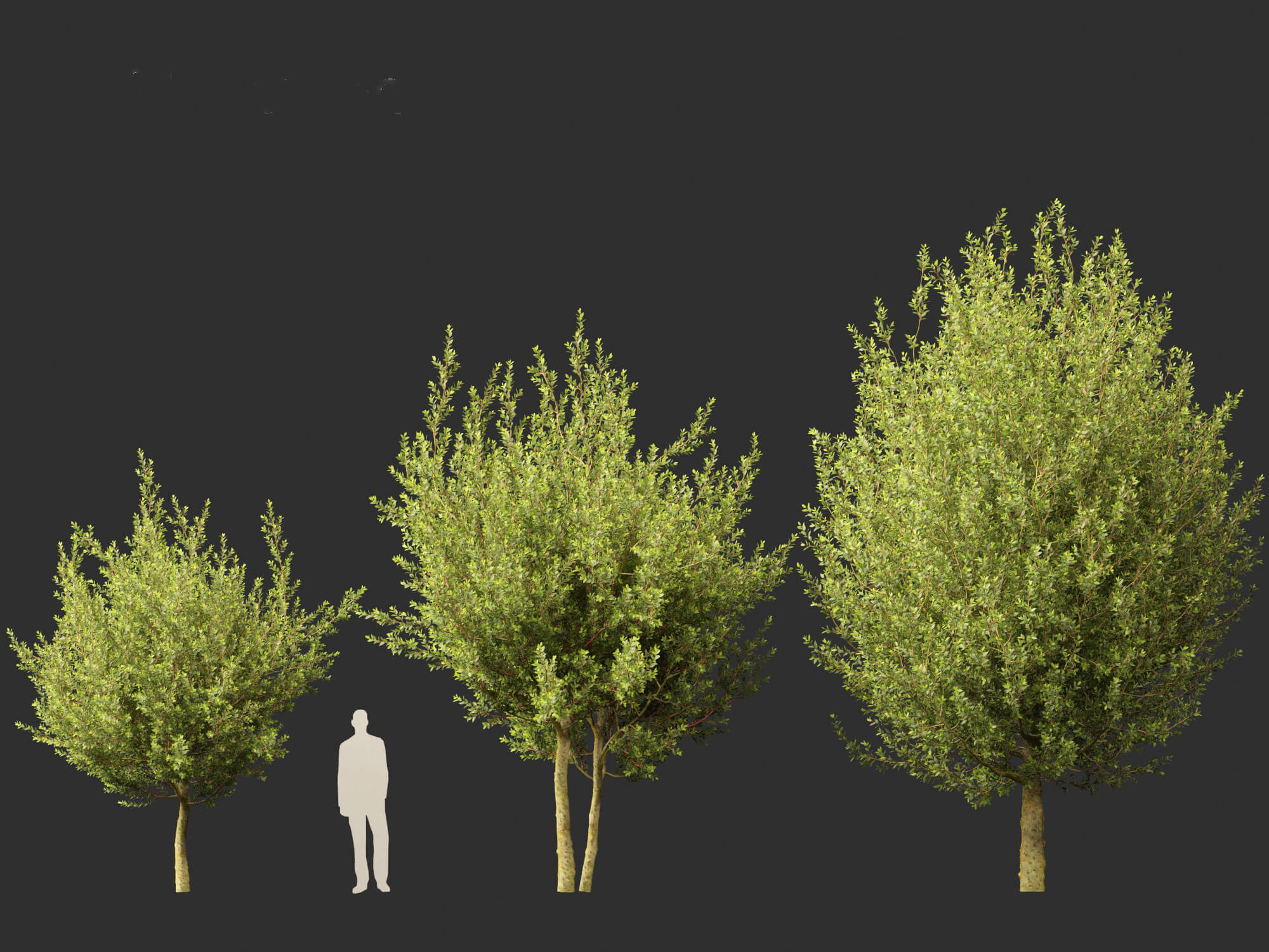 Laurus Nobilis - Bay Tree 02 3D Model by 3dgardenplants