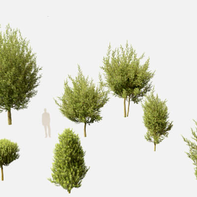 Skp 3D Models | Plants | Trees | RenderHub