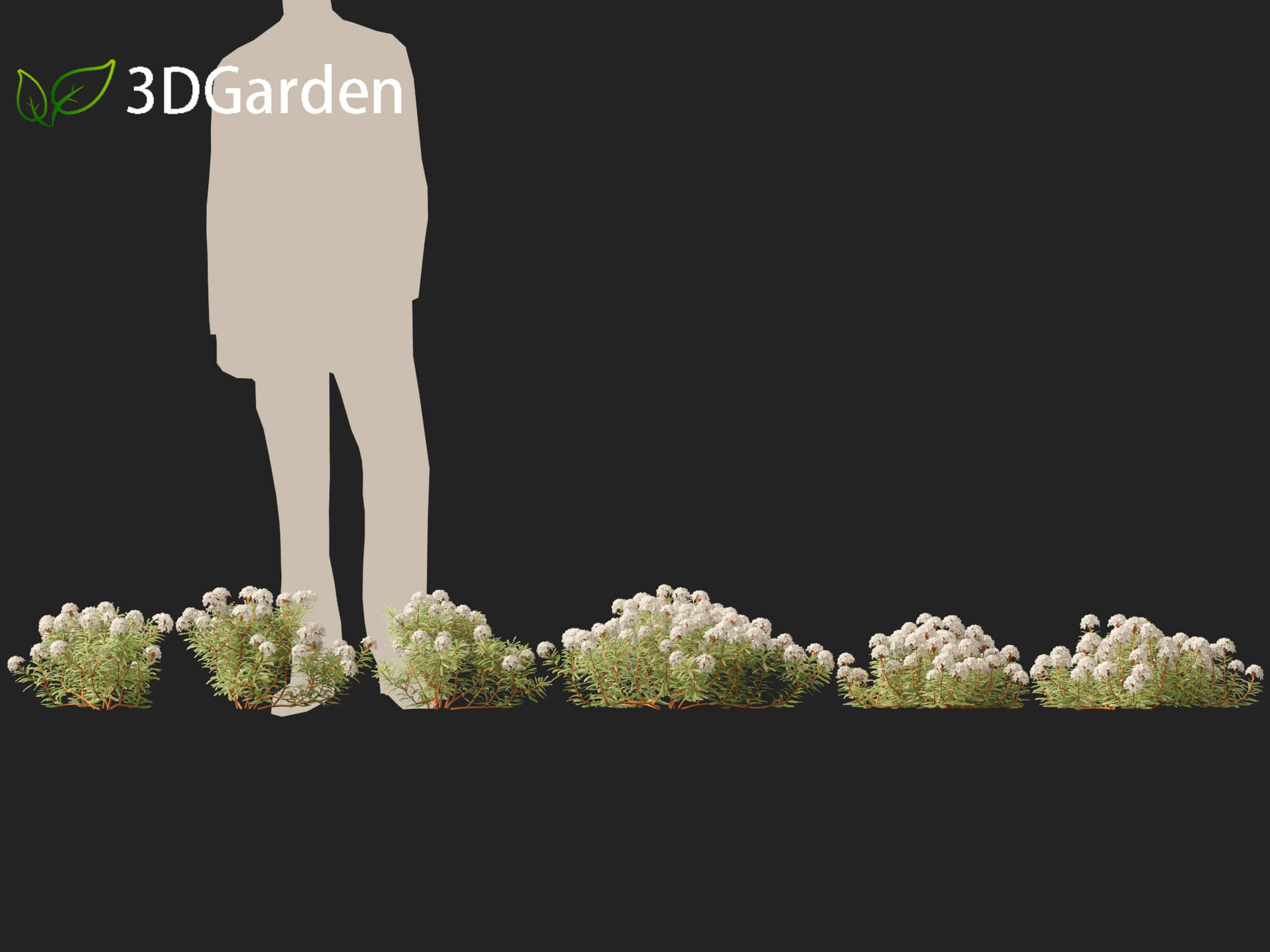 Ledum Decumbens – Labrador Tea - 3D Model by 3dgardenplants