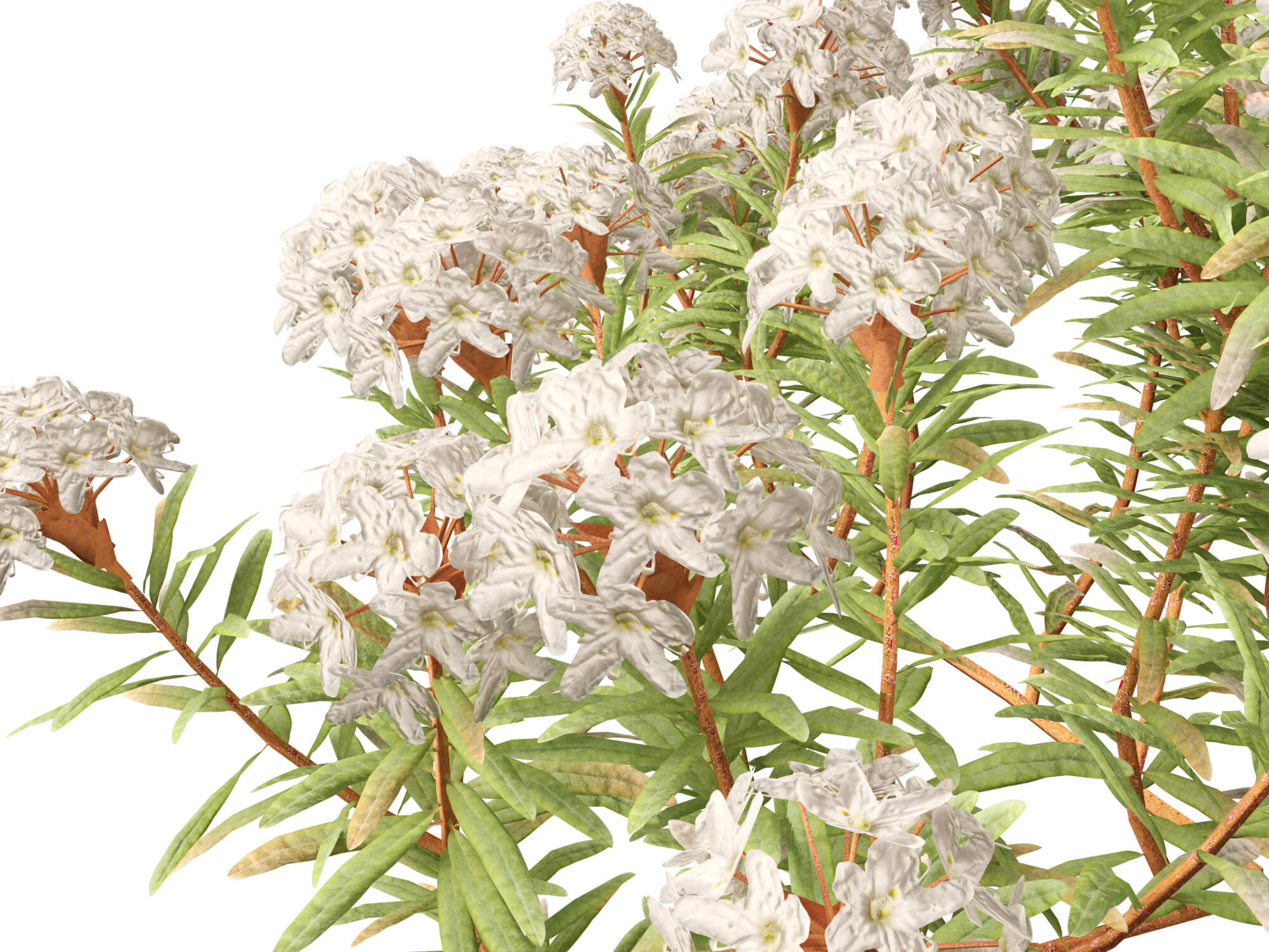 Ledum Decumbens – Labrador Tea - 3D Model by 3dgardenplants