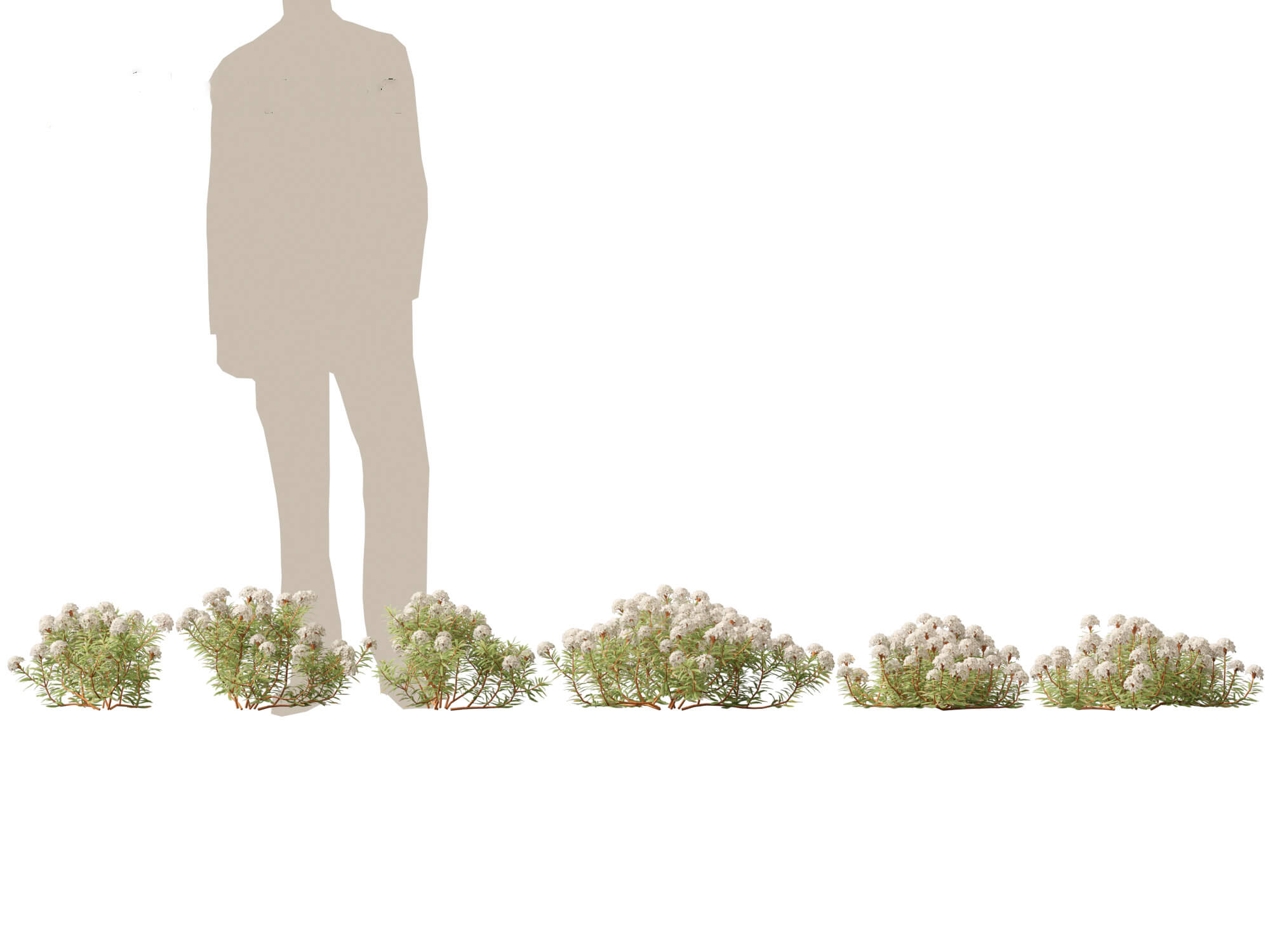 Ledum Decumbens - Labrador Tea 3D Model by 3dgardenplants