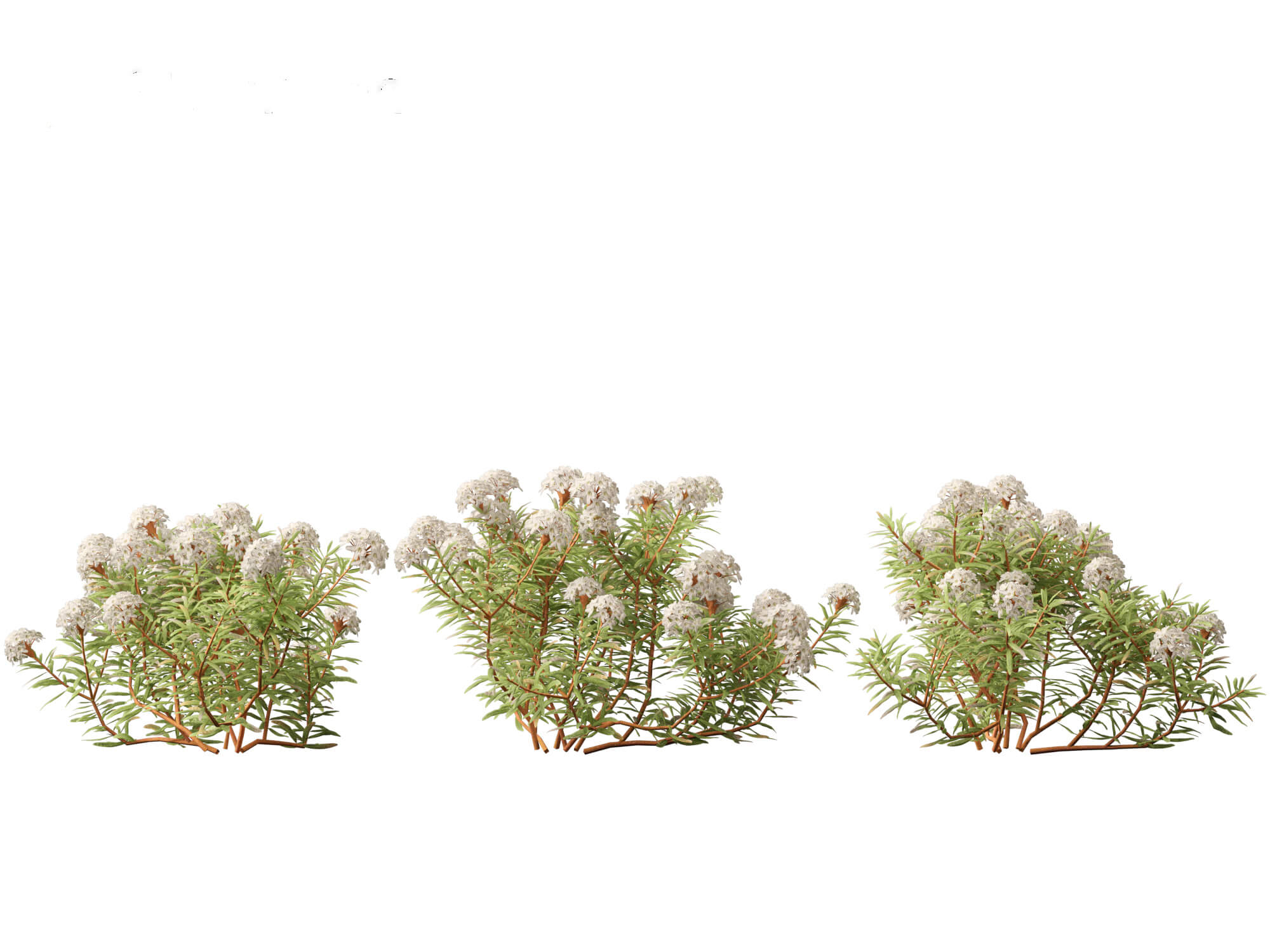 Ledum Decumbens - Labrador Tea 3D Model by 3dgardenplants