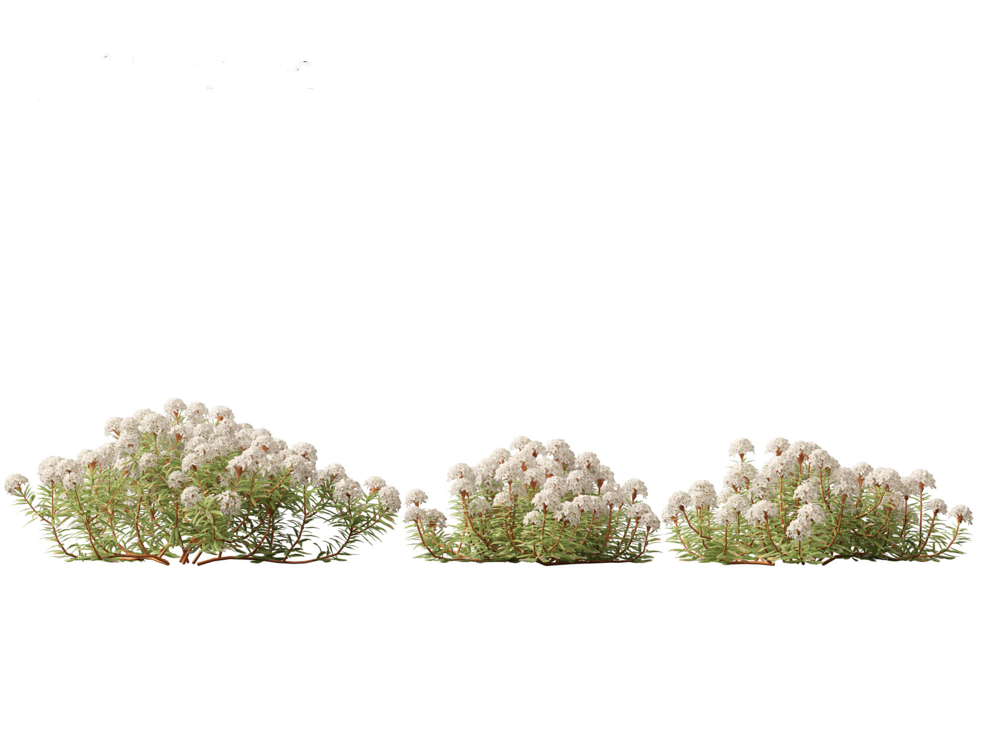 Ledum Decumbens - Labrador Tea 3D Model by 3dgardenplants