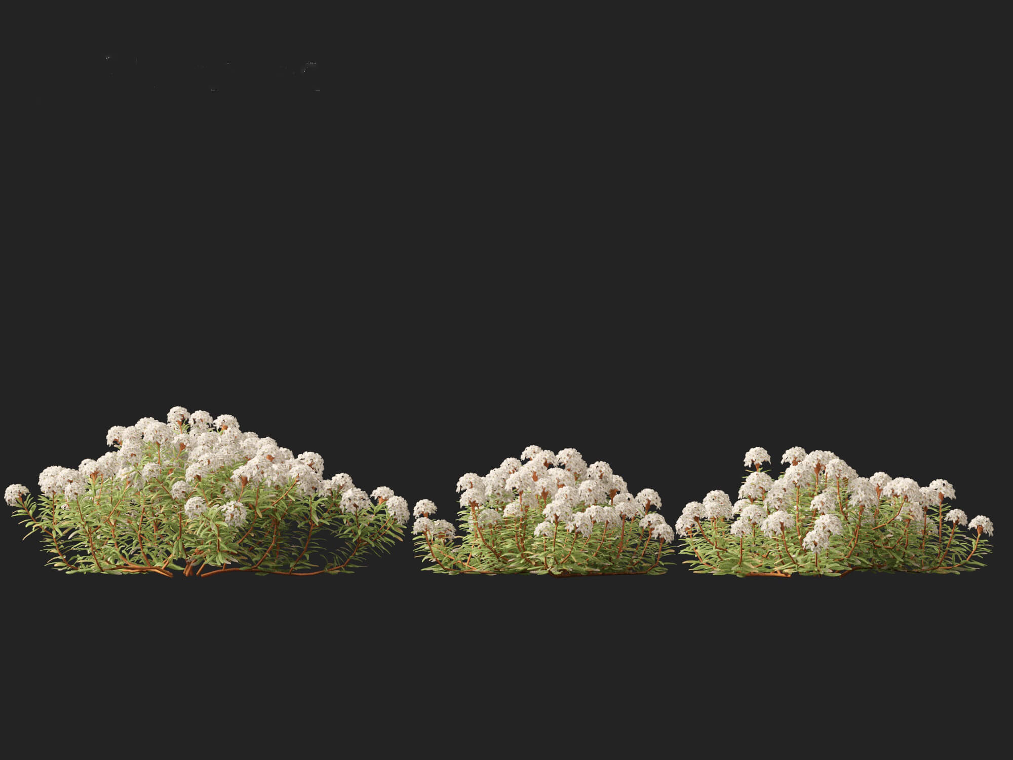 Ledum Decumbens - Labrador Tea 3D Model by 3dgardenplants