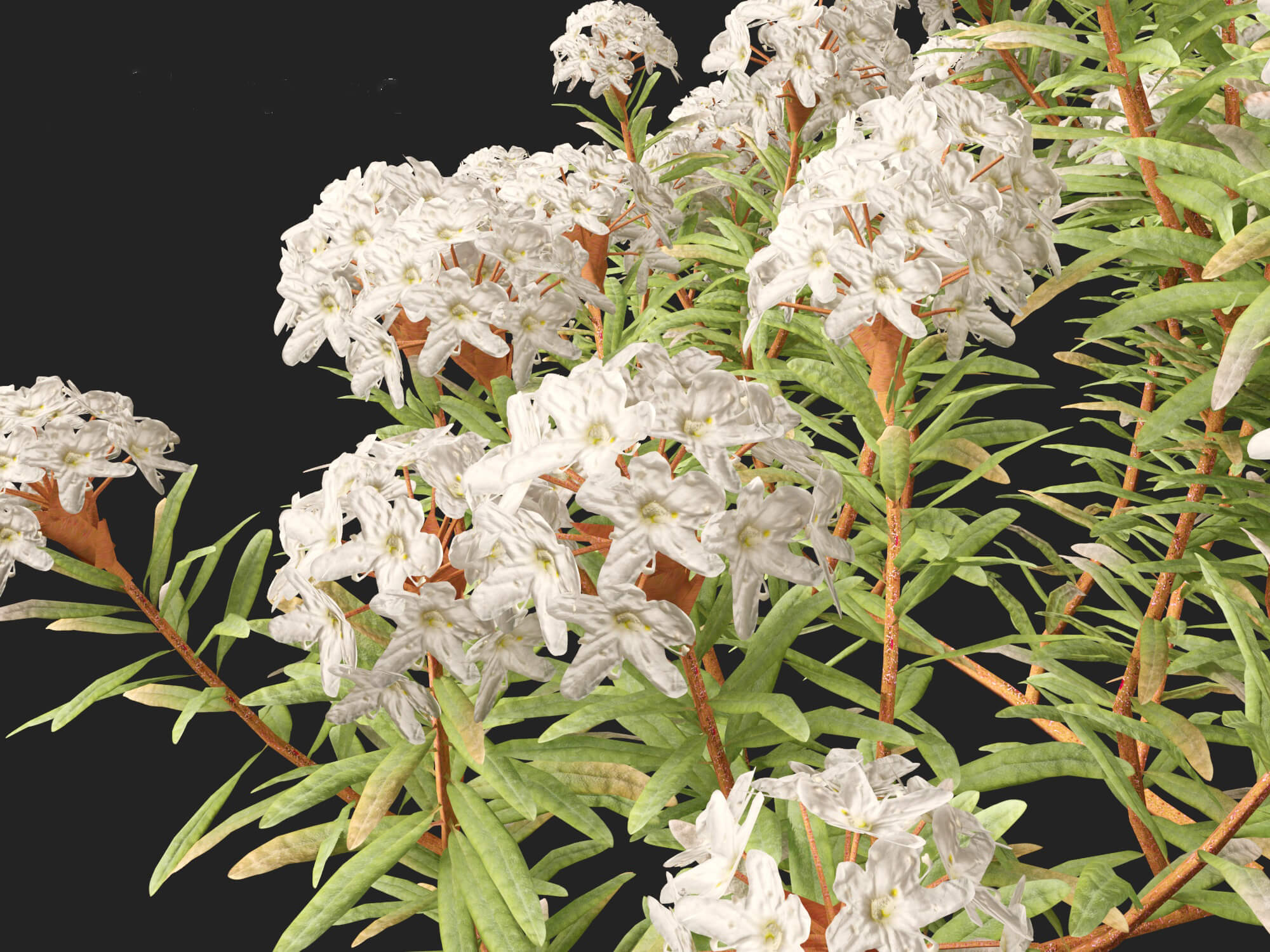 Ledum Decumbens - Labrador Tea 3D Model by 3dgardenplants