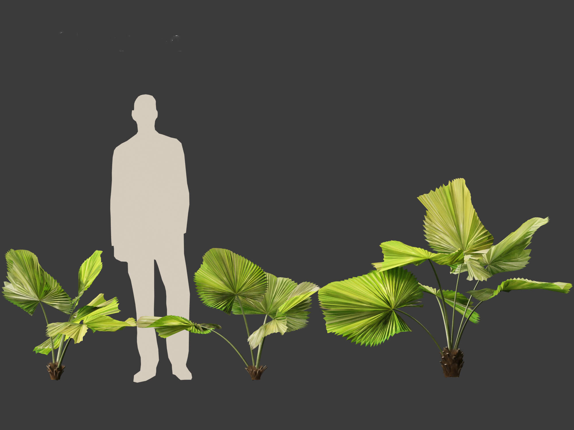 Licuala Peltata - Swamp Fan Palm 3D Model by 3dgardenplants