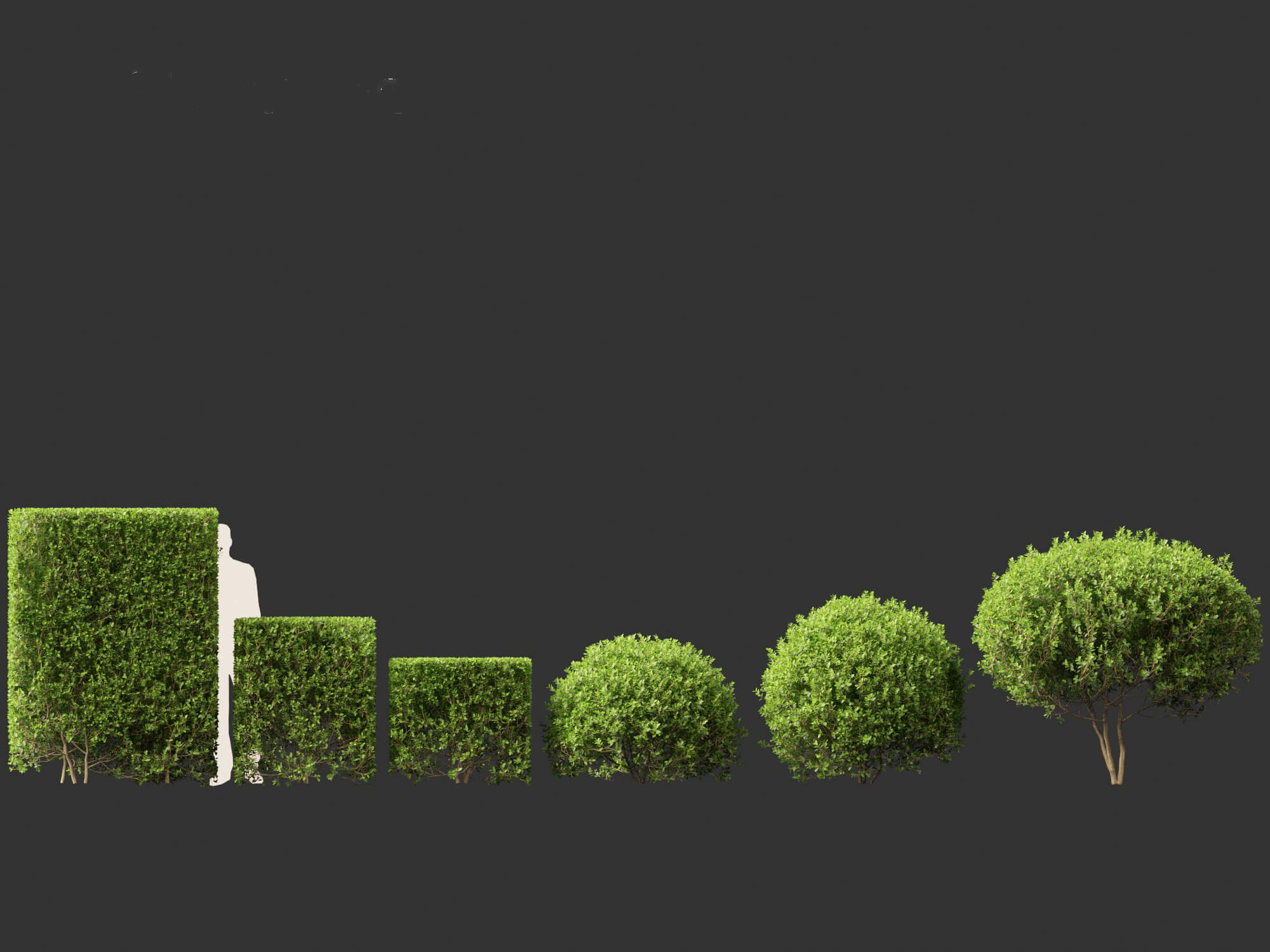 Ligustrum Ovalifolium - California Privet 3D Model by 3dgardenplants