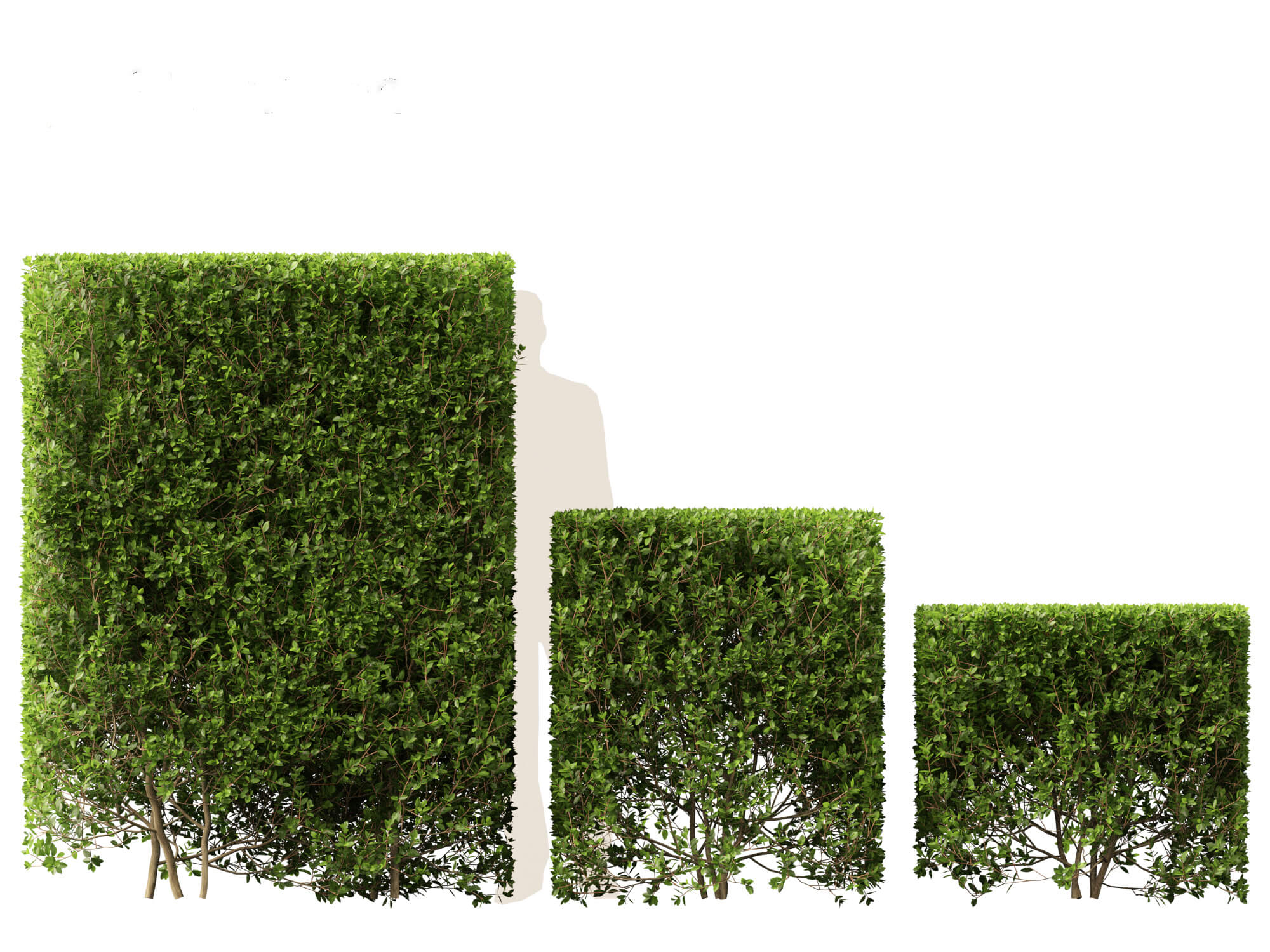 Ligustrum Ovalifolium - California Privet 3D Model by 3dgardenplants