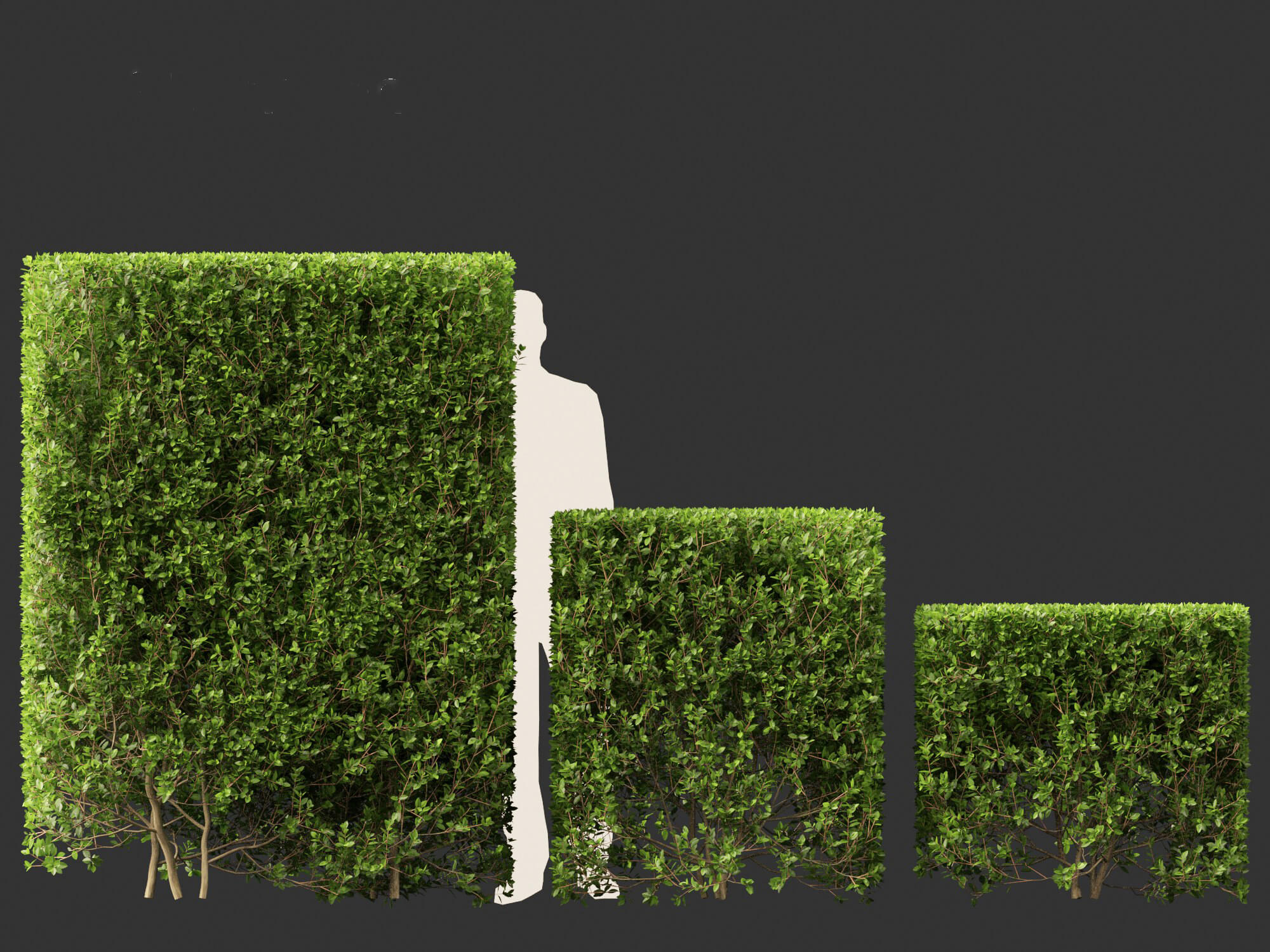 Ligustrum Ovalifolium - California Privet 3D Model by 3dgardenplants
