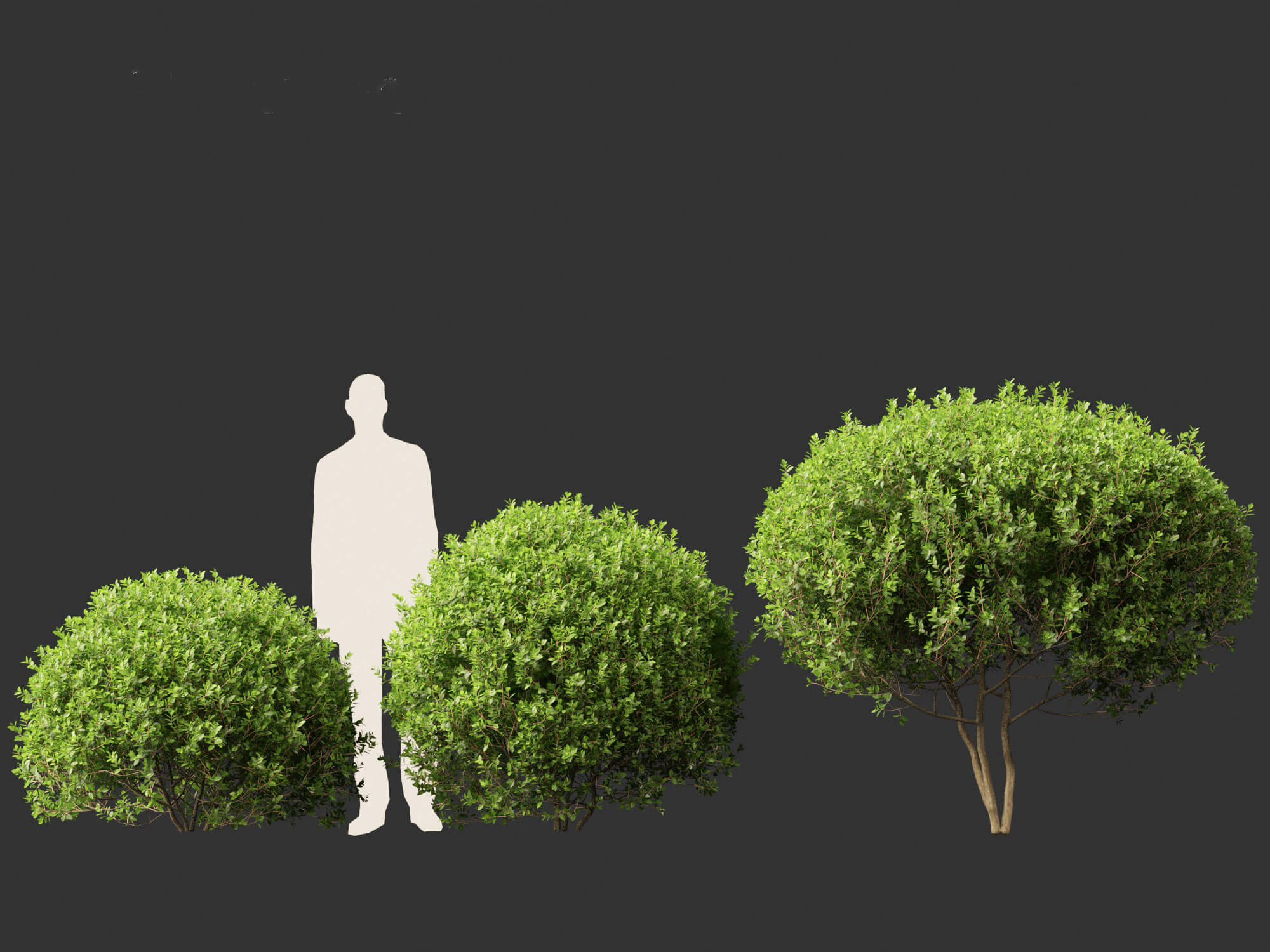 Ligustrum Ovalifolium - California Privet 3D Model by 3dgardenplants