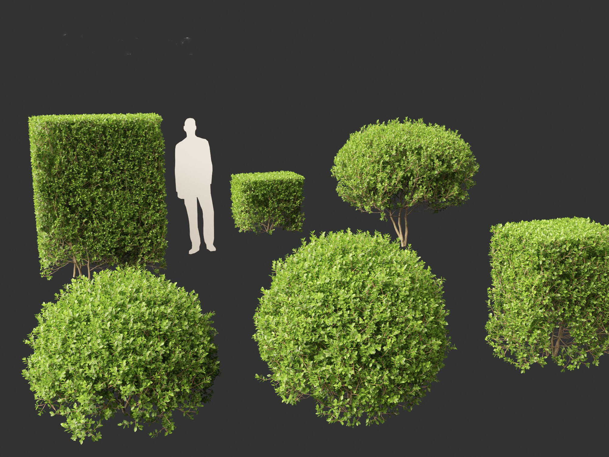 Ligustrum Ovalifolium - California Privet 3D Model by 3dgardenplants