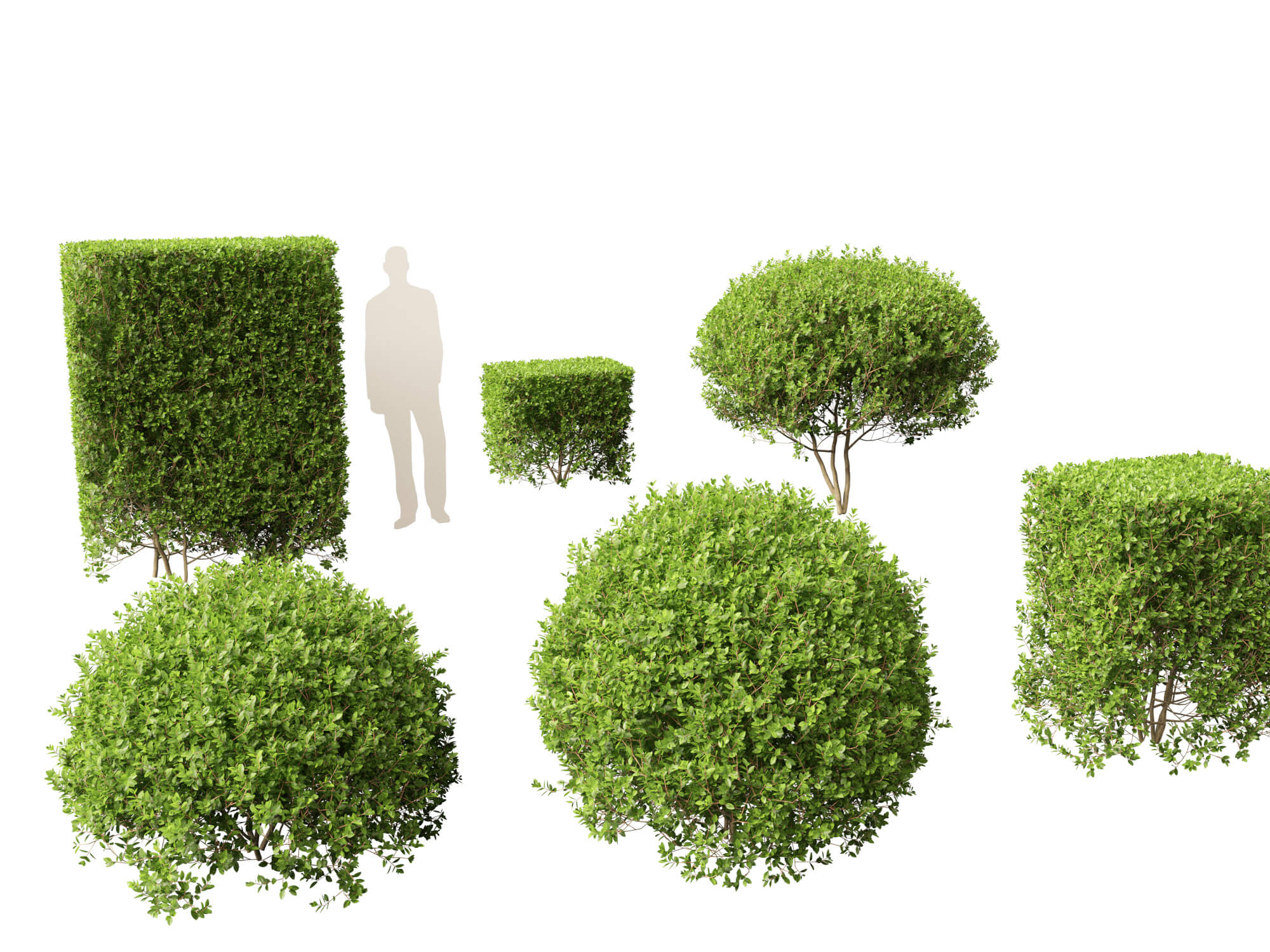 Ligustrum Ovalifolium - California Privet 3D Model by 3dgardenplants