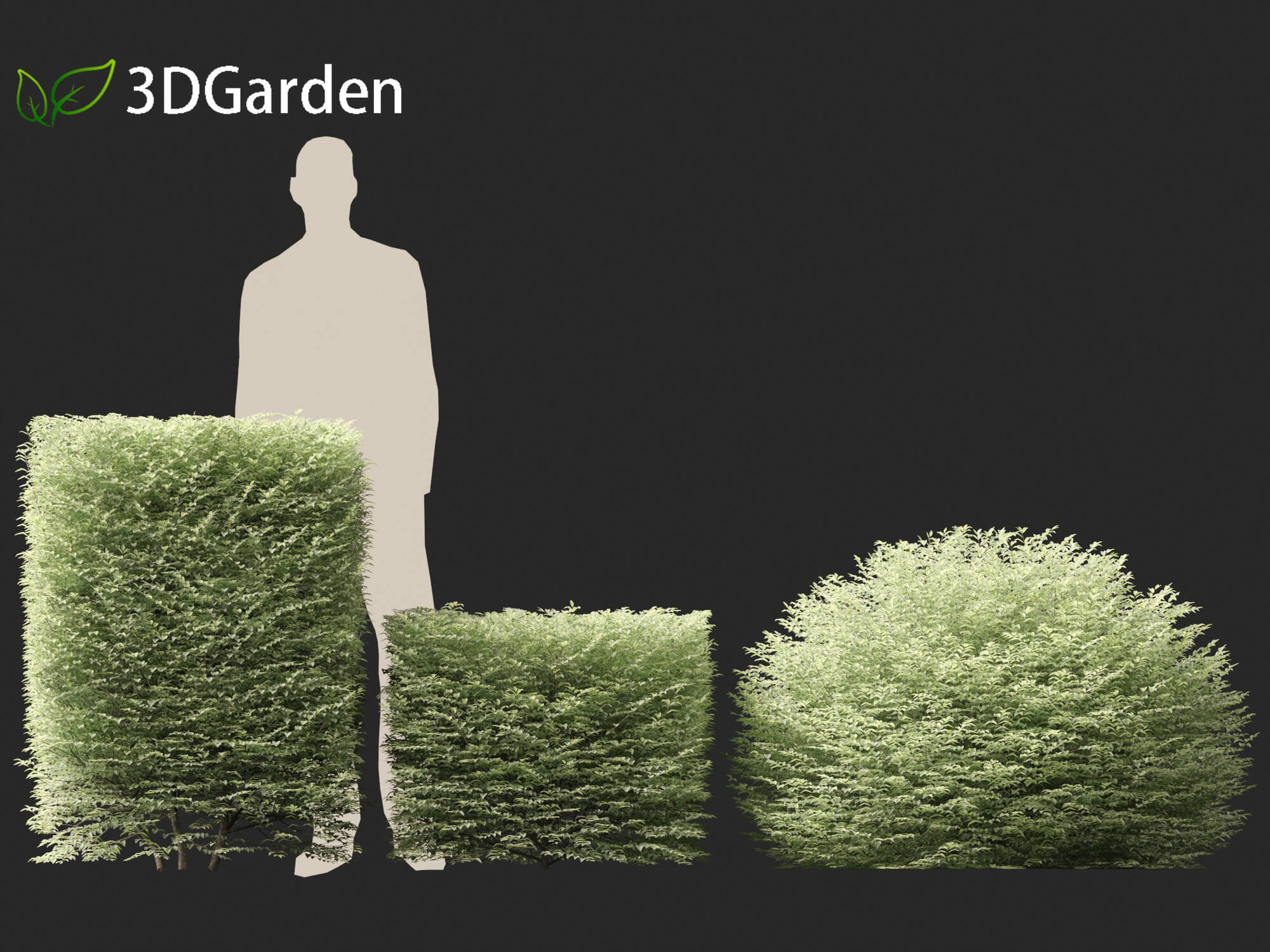 Ligustrum Sinense Variegatum - Variegated Chinese Privet 3D Model by ...