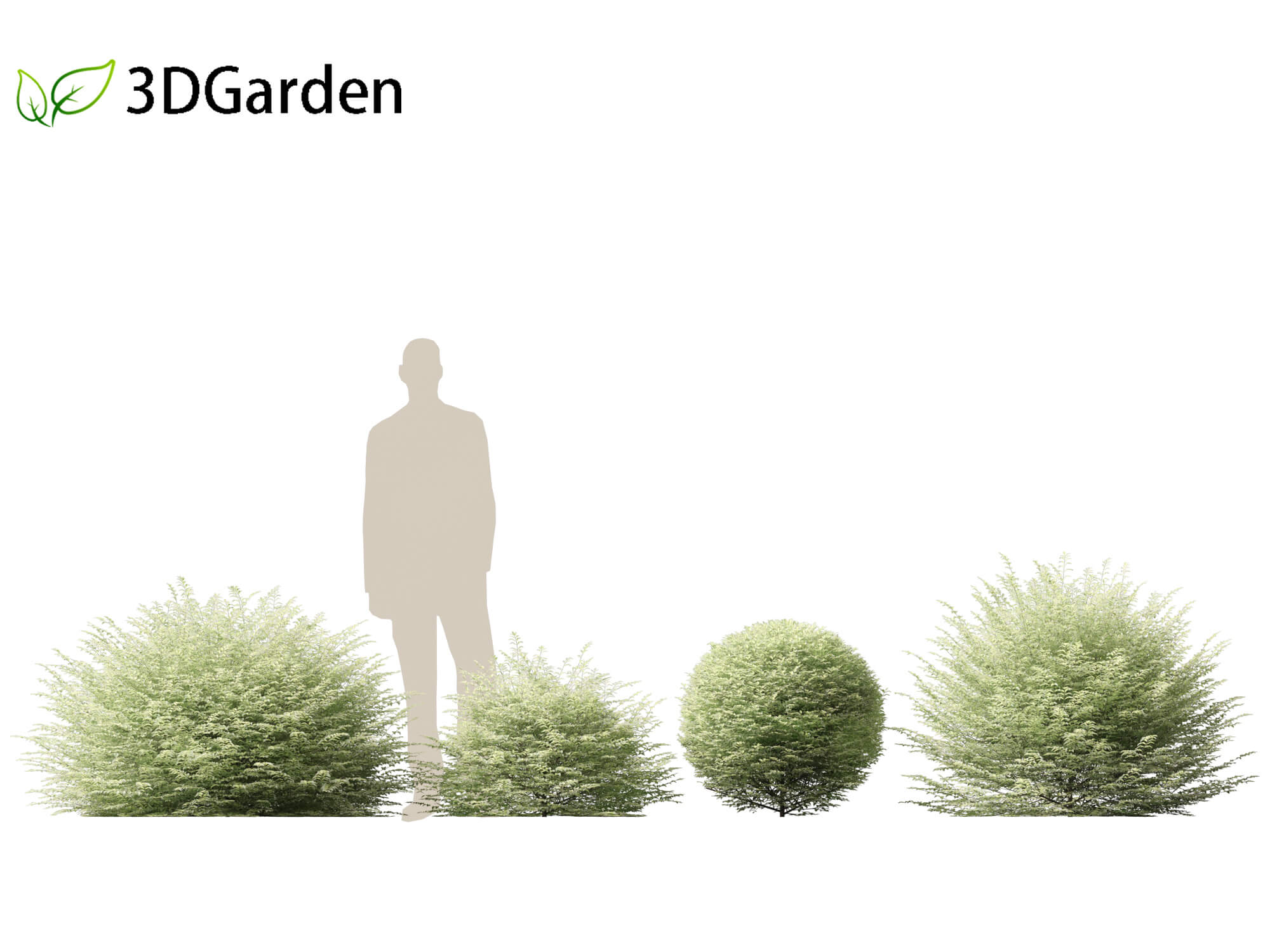 Ligustrum Sinense Variegatum - Variegated Chinese Privet 3D Model by ...