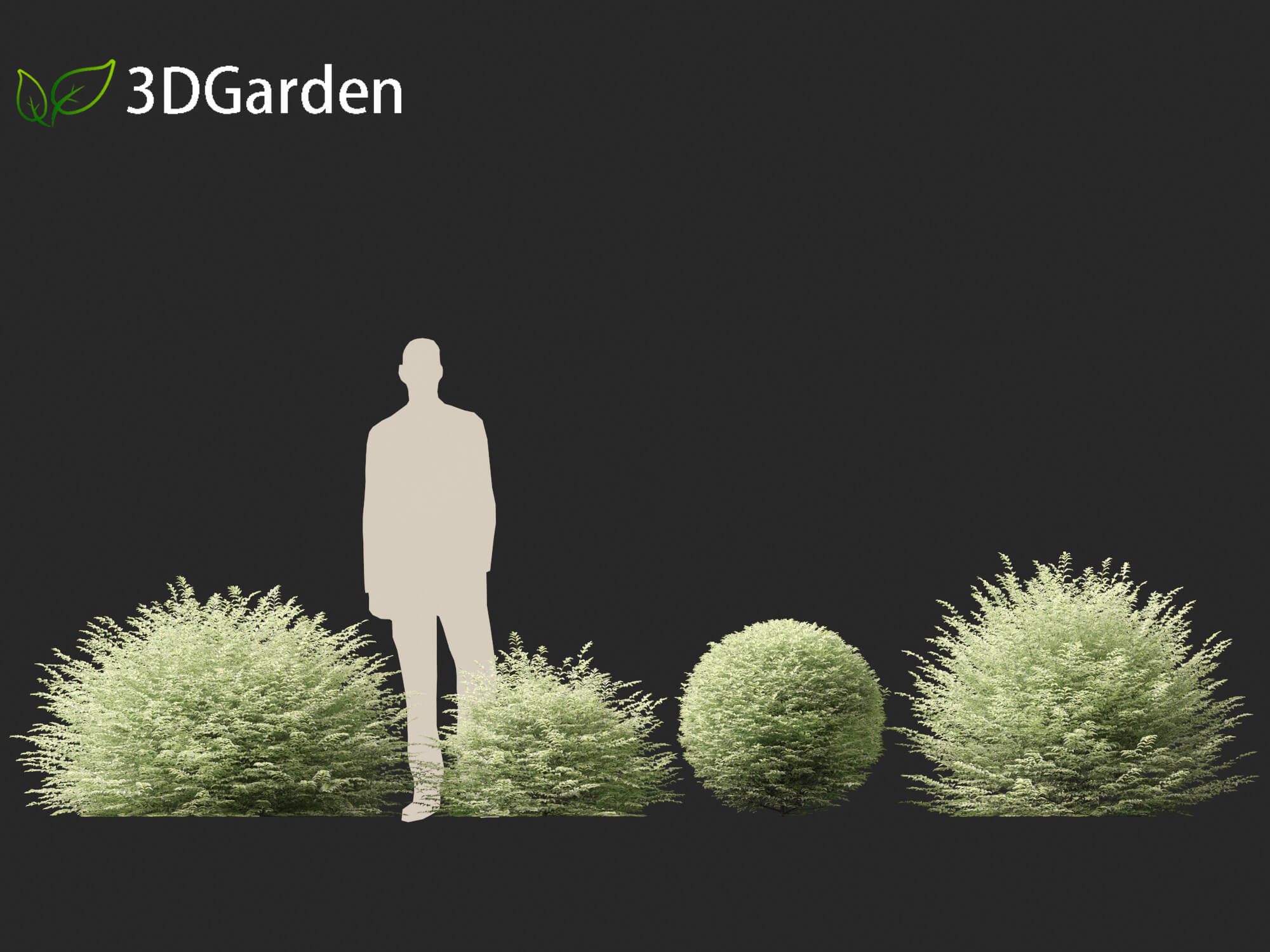 Ligustrum Sinense Variegatum - Variegated Chinese Privet 3D Model by ...