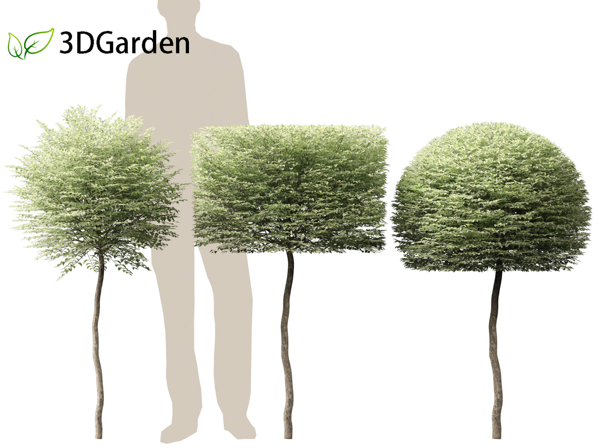 Ligustrum Sinense Variegatum - Variegated Chinese Privet 3D Model by ...