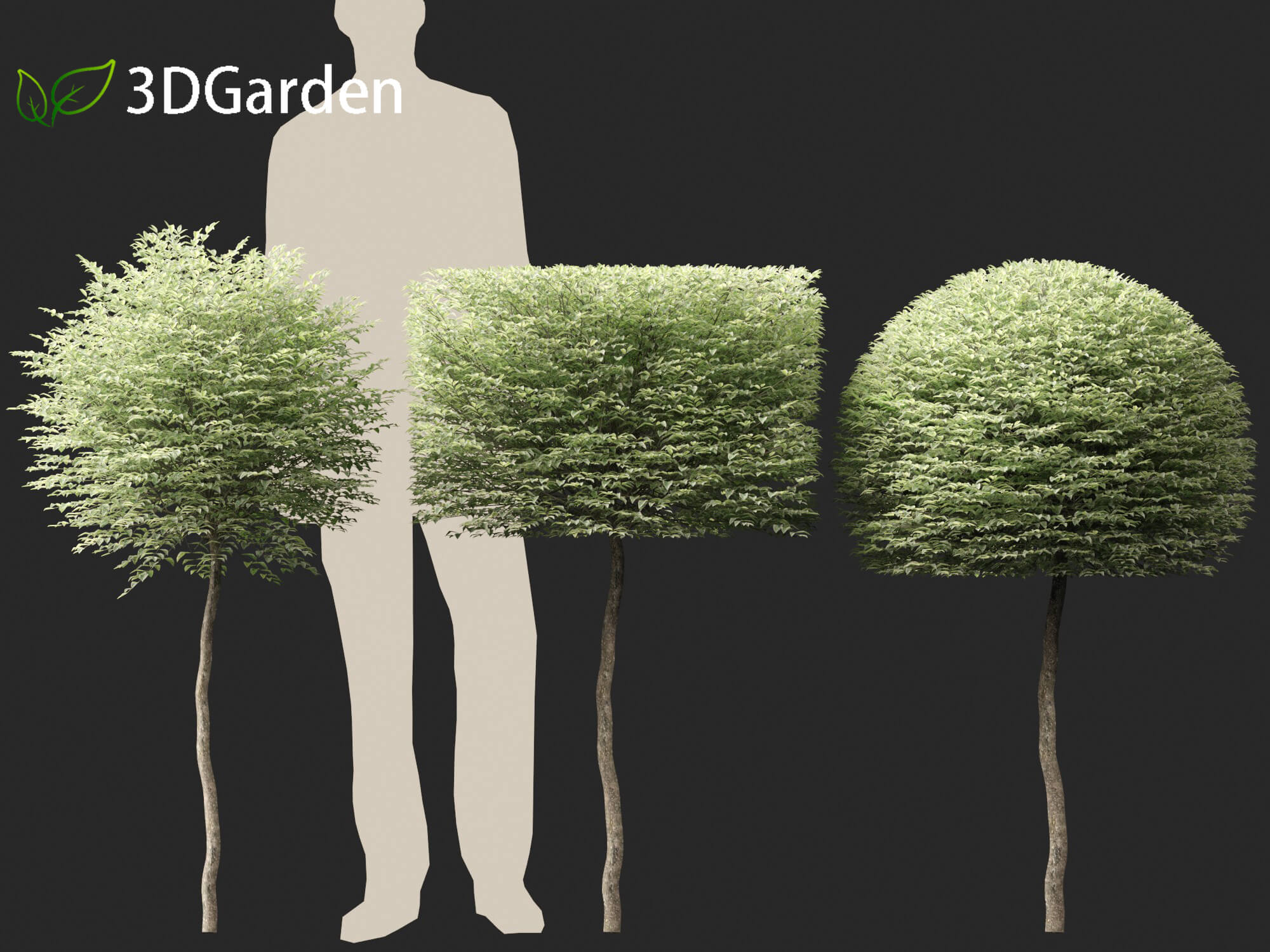 Ligustrum Sinense Variegatum - Variegated Chinese Privet 3D Model by ...