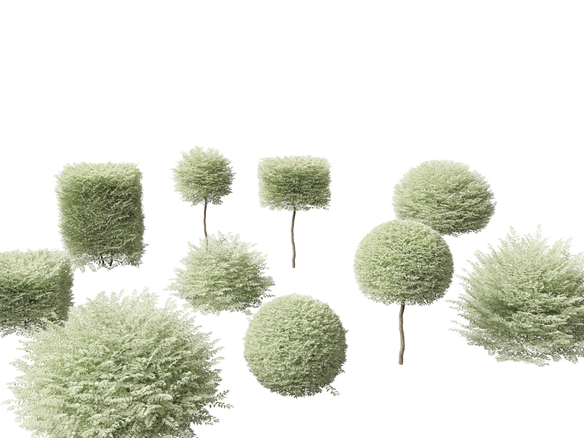 Ligustrum Sinense Variegatum - Variegated Chinese Privet 3D Model by ...