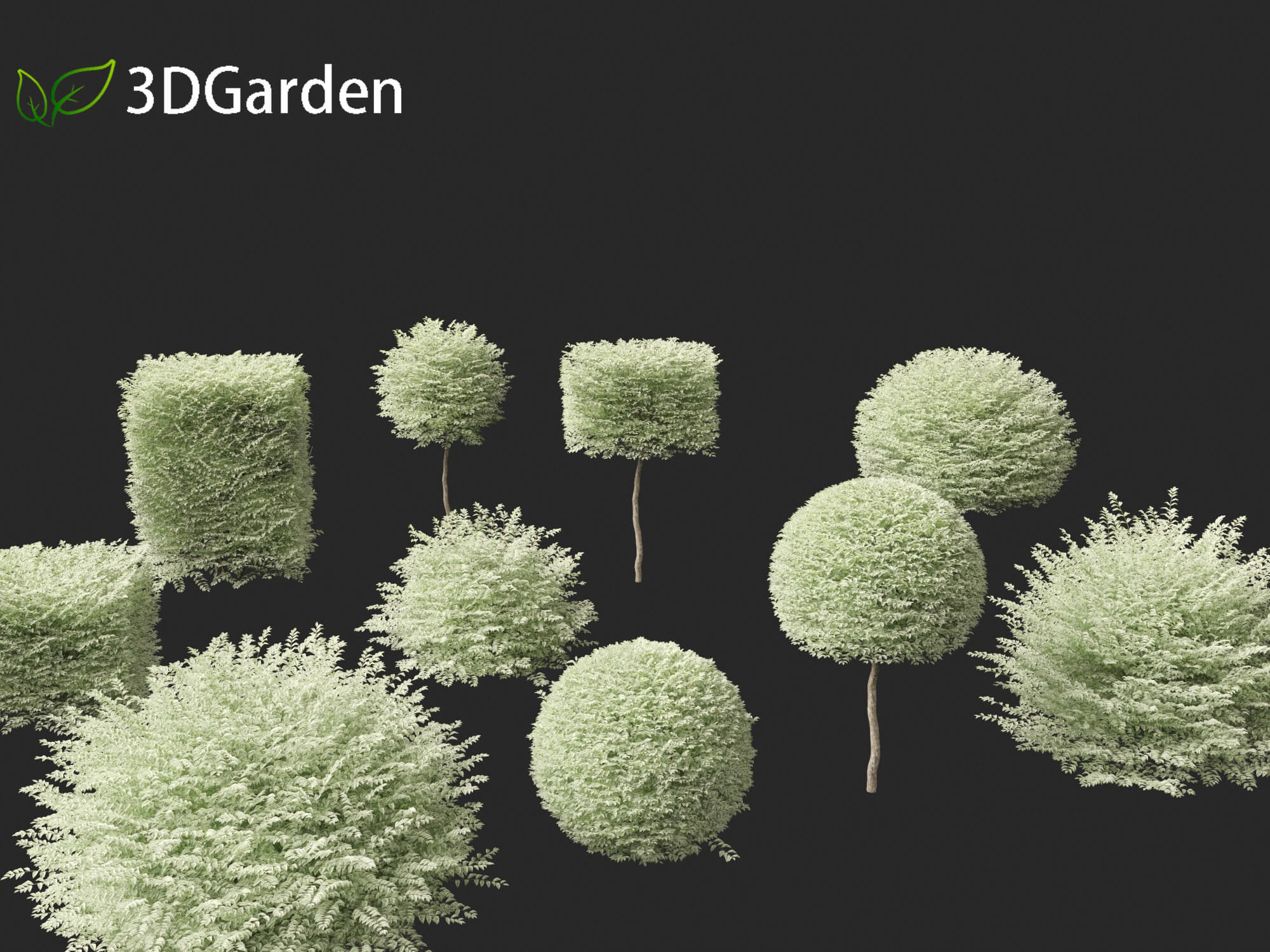 Ligustrum Sinense Variegatum - Variegated Chinese Privet 3D Model by ...