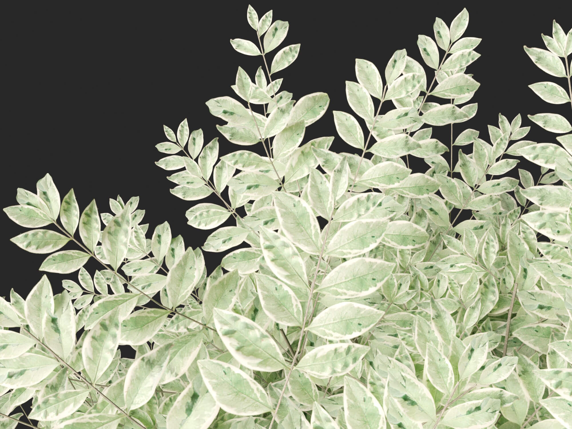 Ligustrum Sinense Variegatum - Variegated Chinese Privet 3D Model by ...